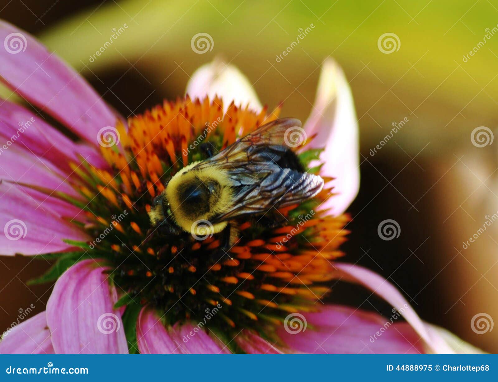 Bee on a Coneflower stock image. Image of nectar, resting - 44888975