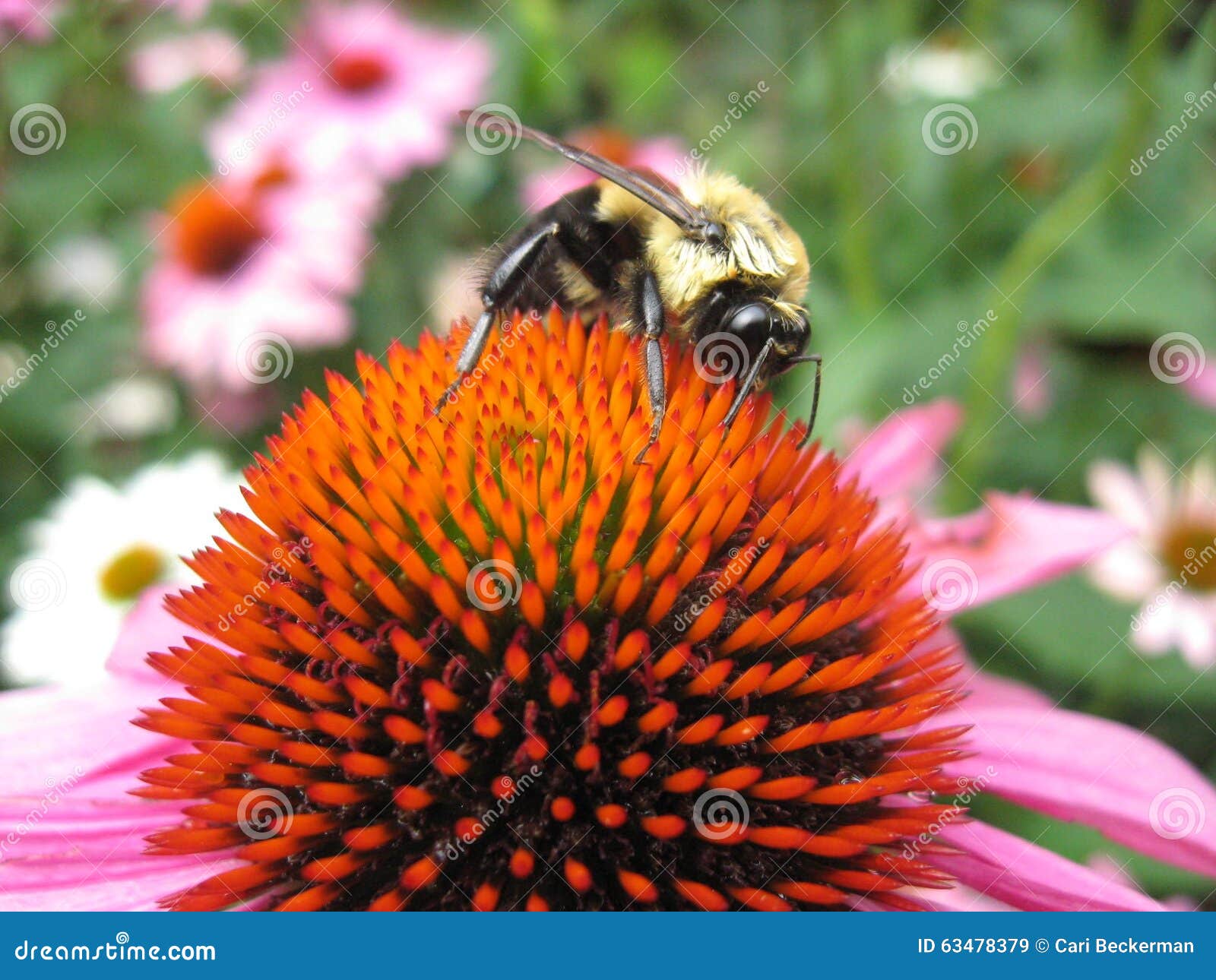 Bee on a corn flower stock image. Image of pink, corn - 63478379