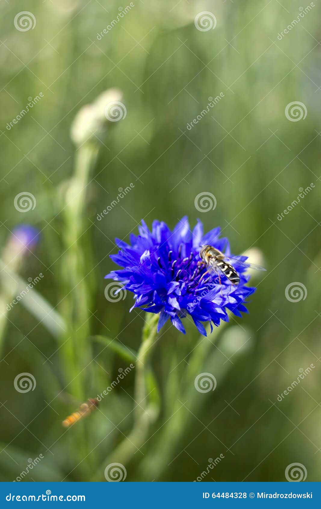 Bee on cornflower stock photo. Image of vitality, nature - 64484328