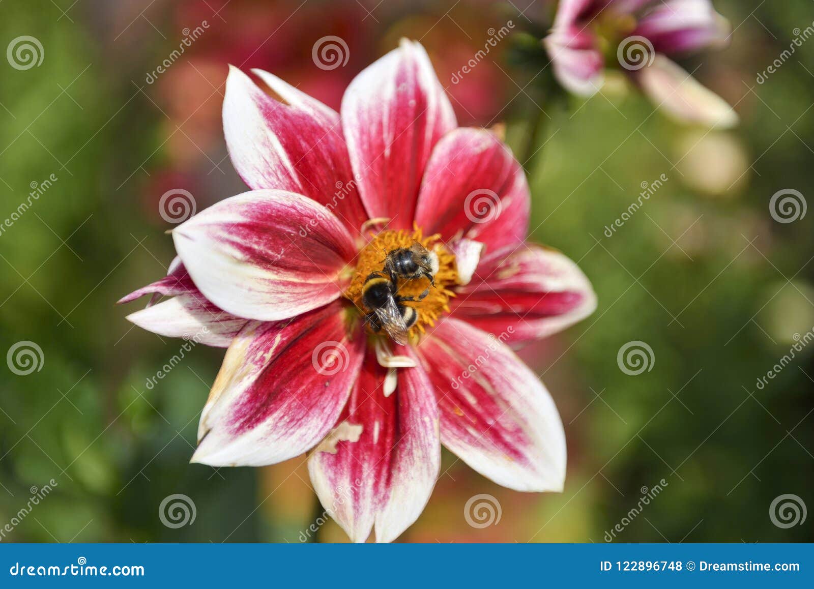 A Bee Couple on the Red Flower Stock Photo - Image of plant, sitting ...