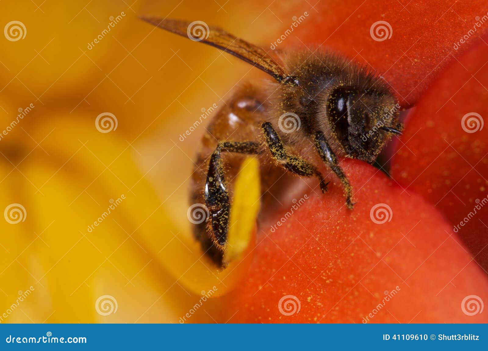 Bee cover by pollen stock photo. Image of flower, macro - 41109610