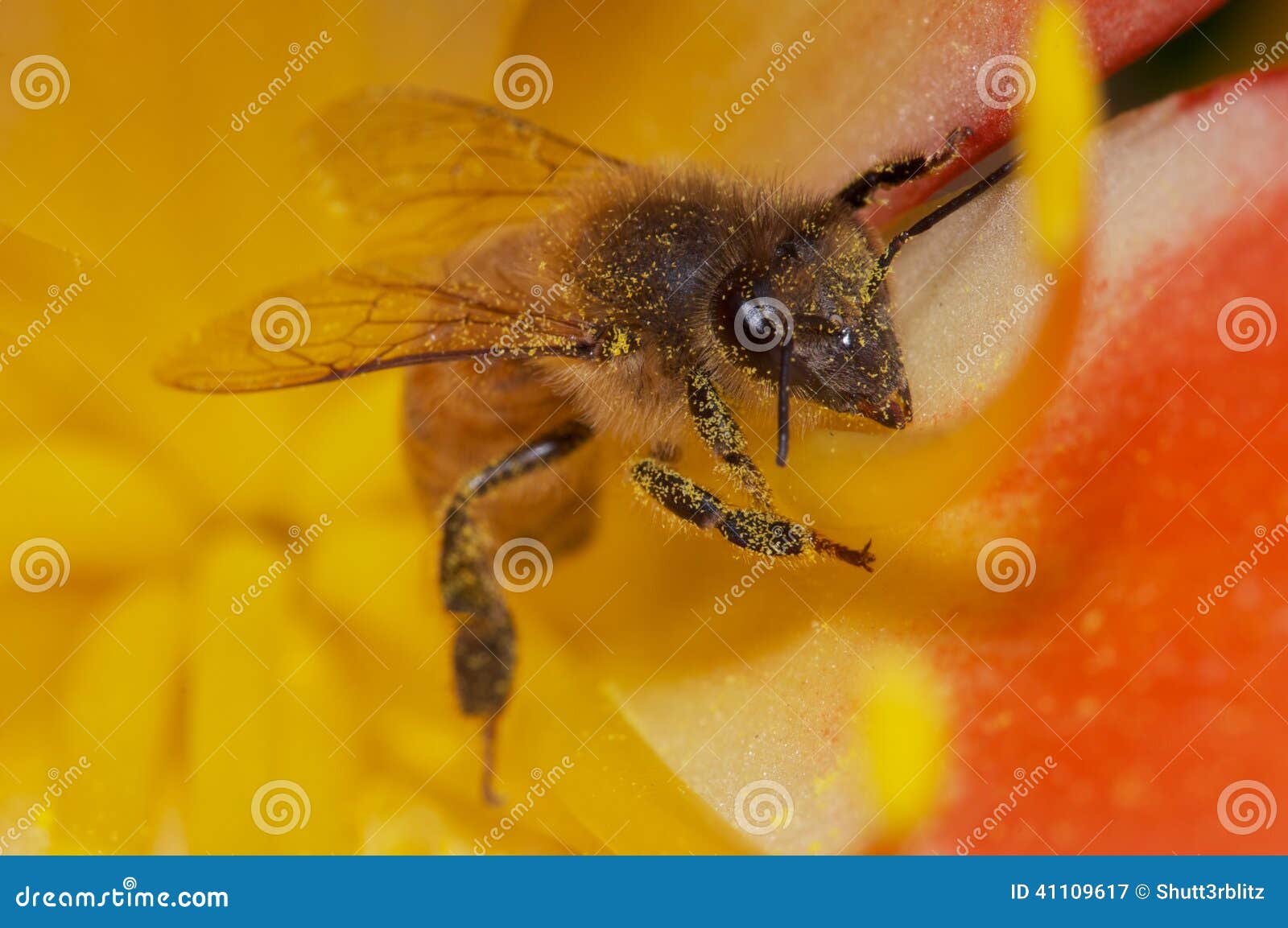 Bee cover by pollen stock image. Image of nature, close - 41109617