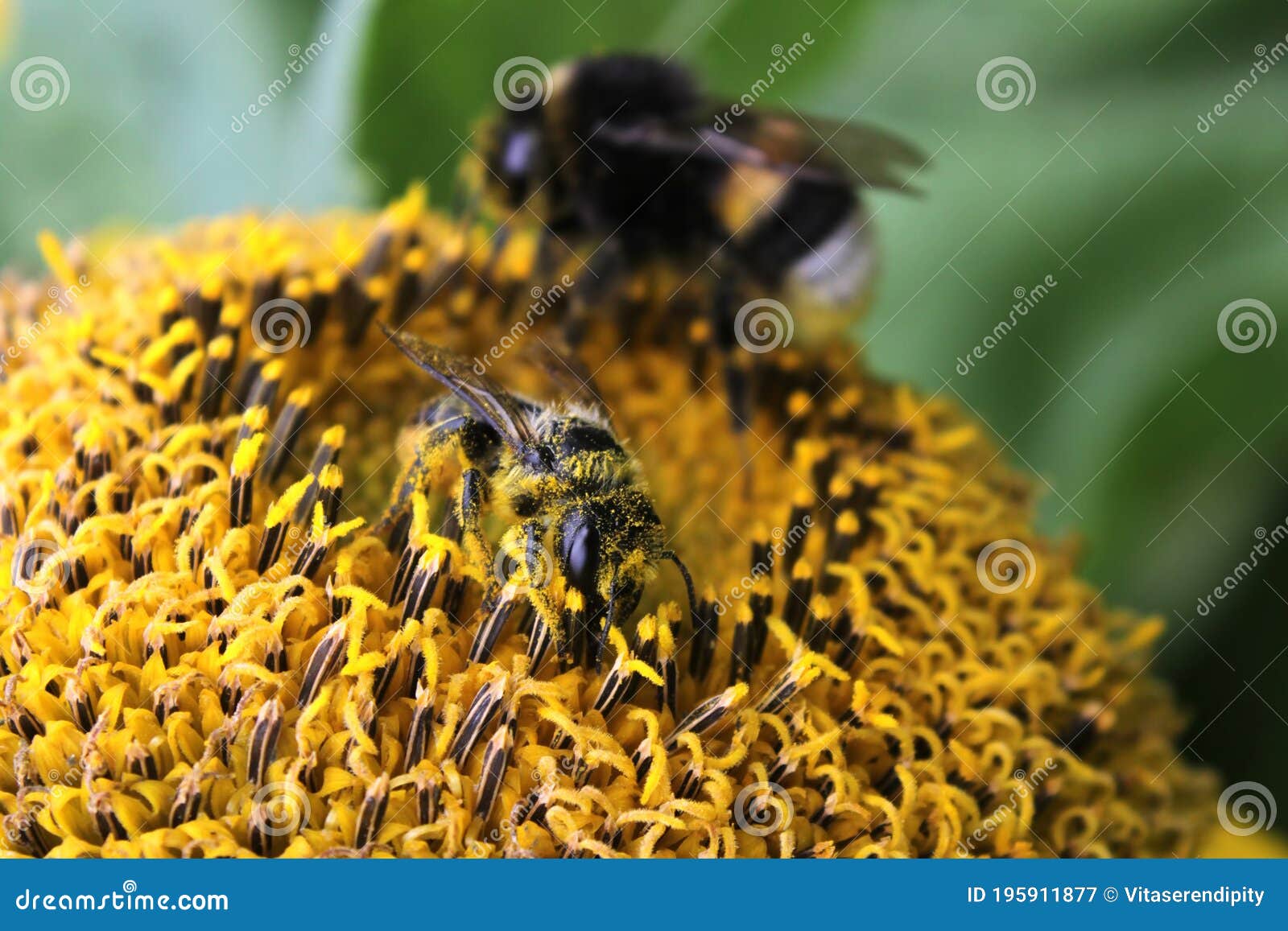 Bee Covered with Pollen and Bumblebee in a Background Stock Image ...