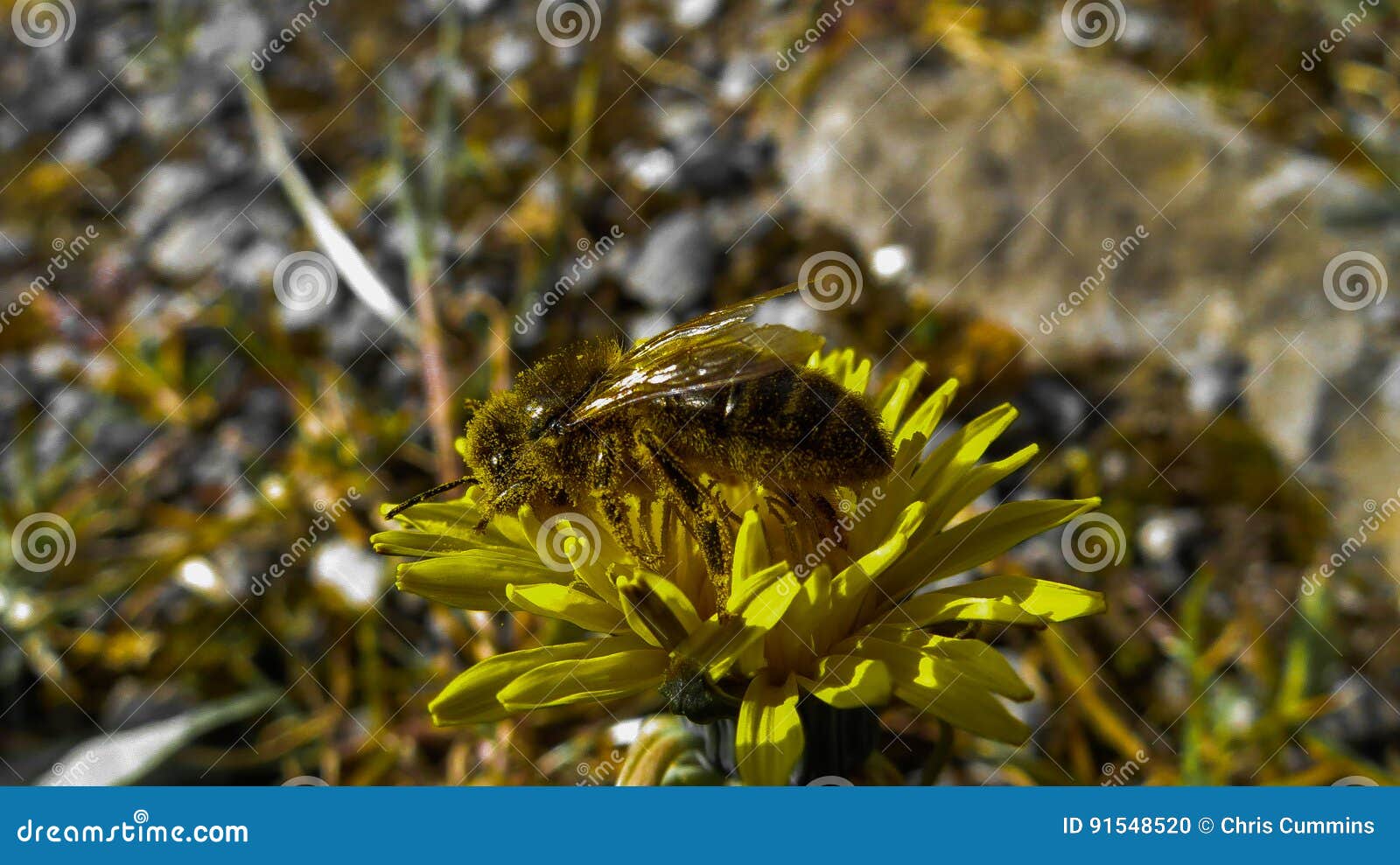 A bee covered in pollen stock photo. Image of insect - 91548520