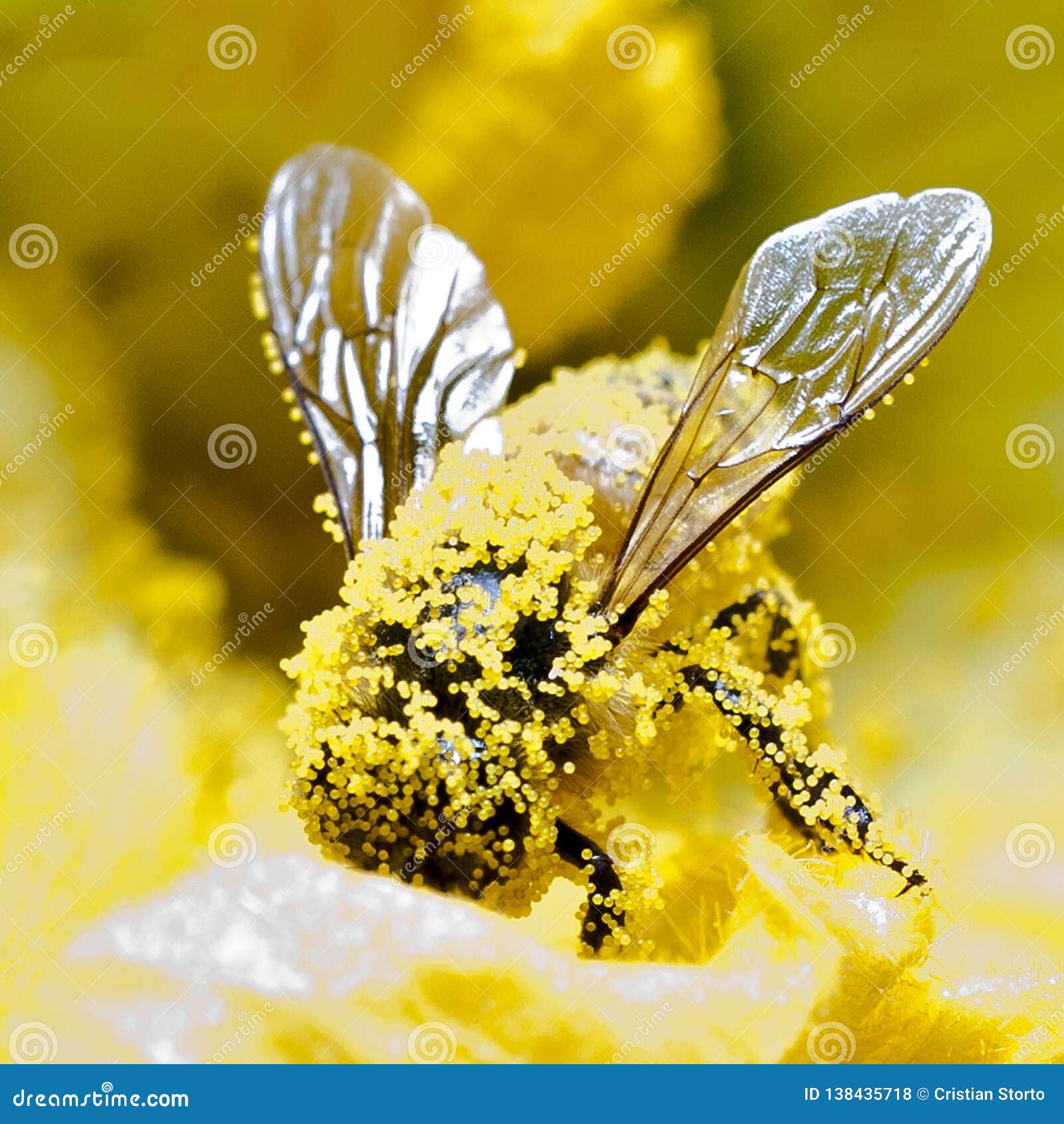 Bee Covered with Pollen Inside a Courgette Flower Stock Photo - Image ...