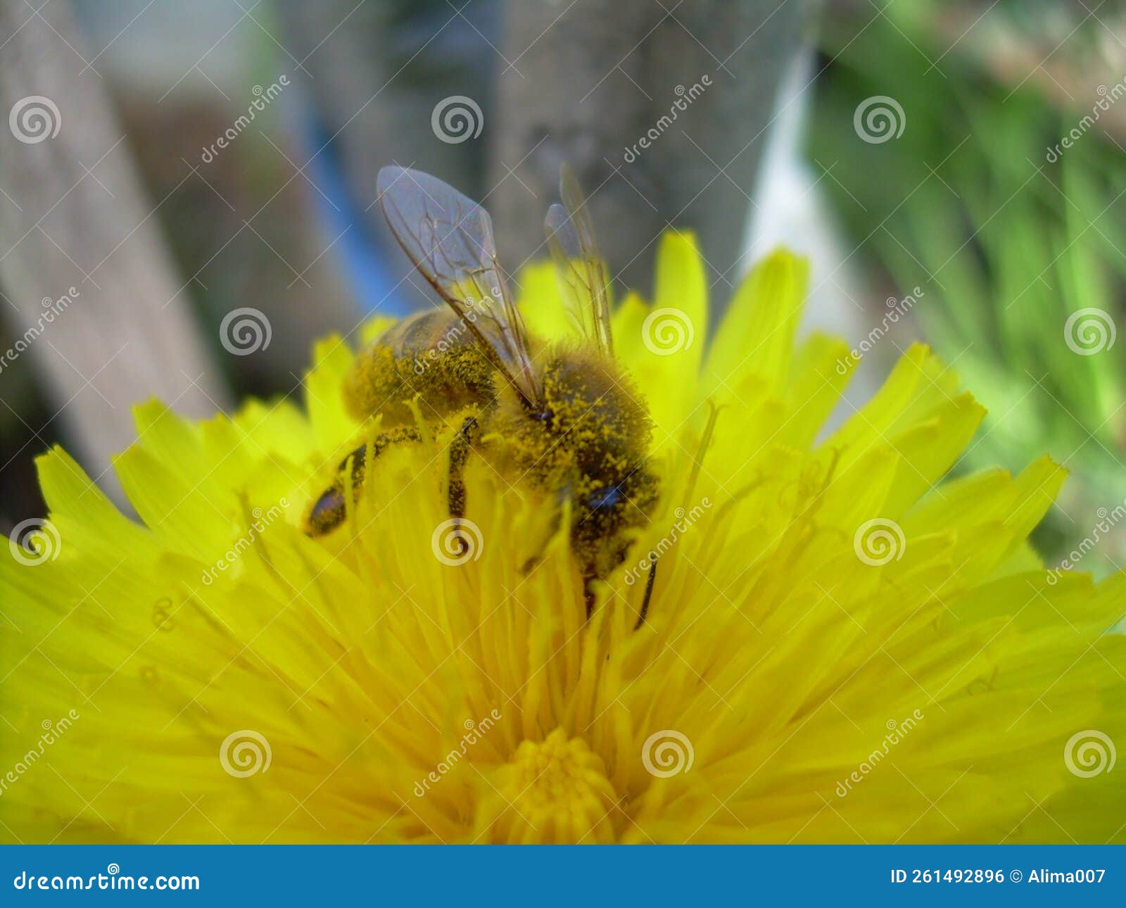 A Bee Covered in Pollen Sitting on a Dandelion Stock Photo - Image of ...