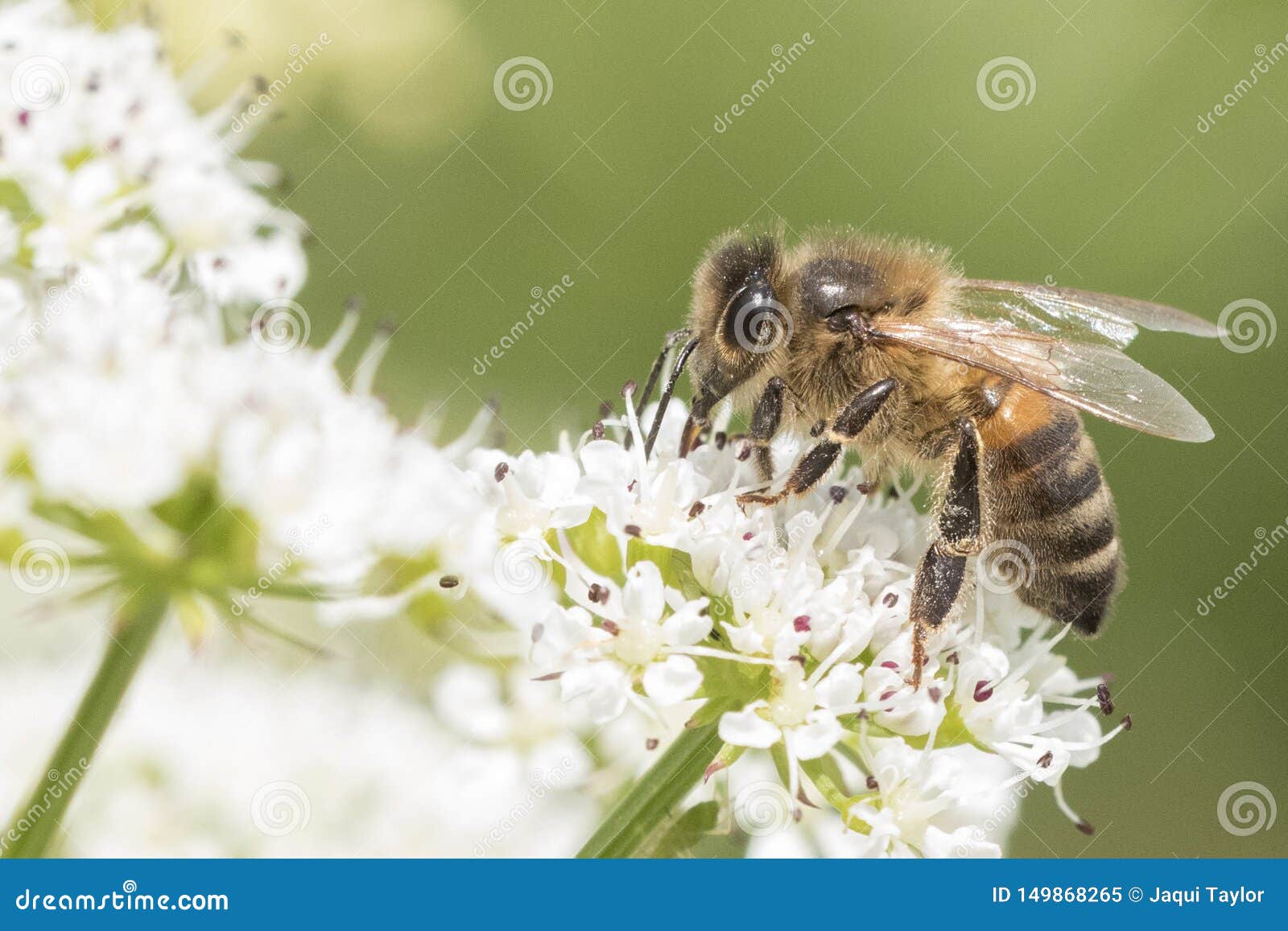 Bee on Cow Parsley on Southampton Common Stock Image - Image of buzz ...