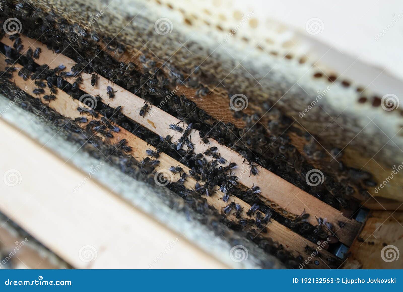 Bee Crawling Out of Honeycomb Stock Image - Image of honeybee, healthy ...