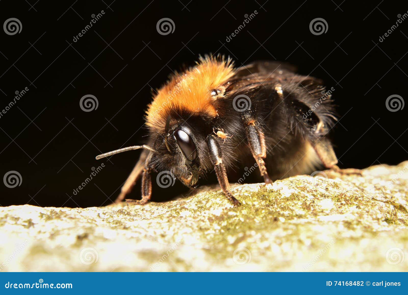 Bee crawling of a rock stock photo. Image of attacking - 74168482