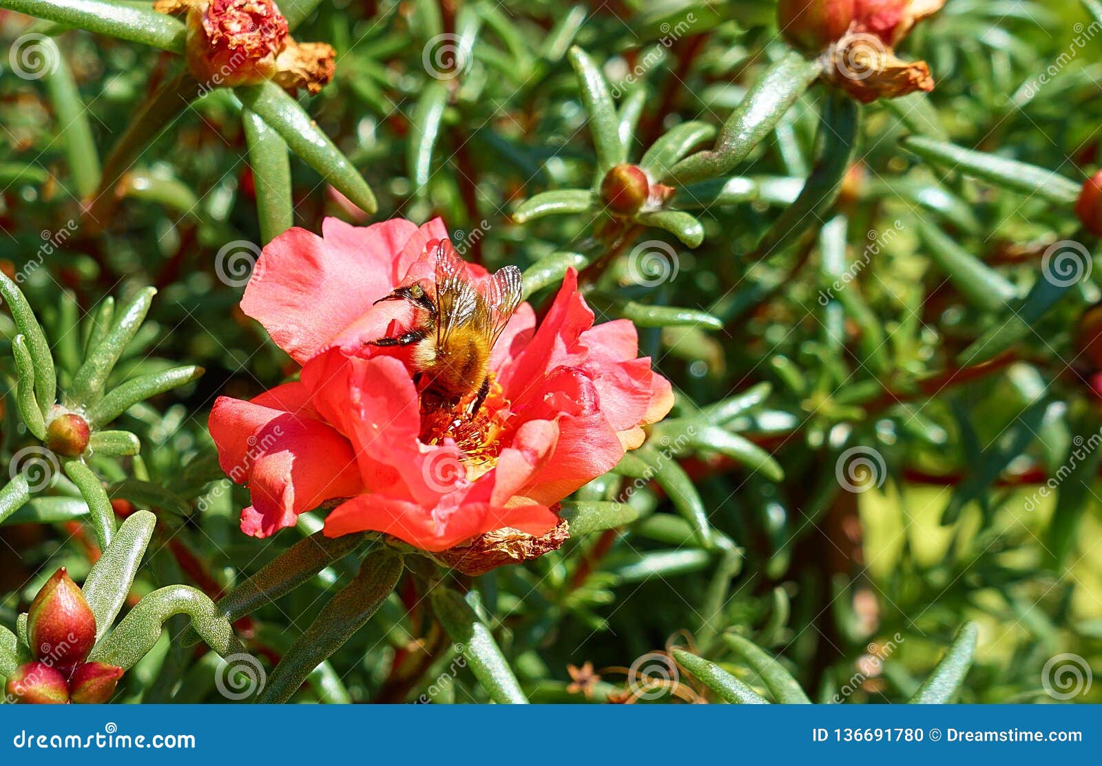 Bee crawling in a rose stock photo. Image of garden - 136691780