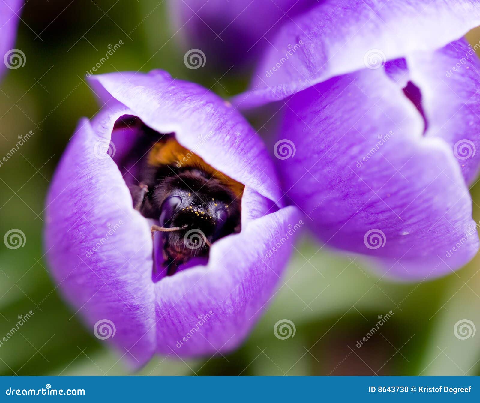 598 Hiding Bee Stock Photos - Free & Royalty-Free Stock Photos from ...