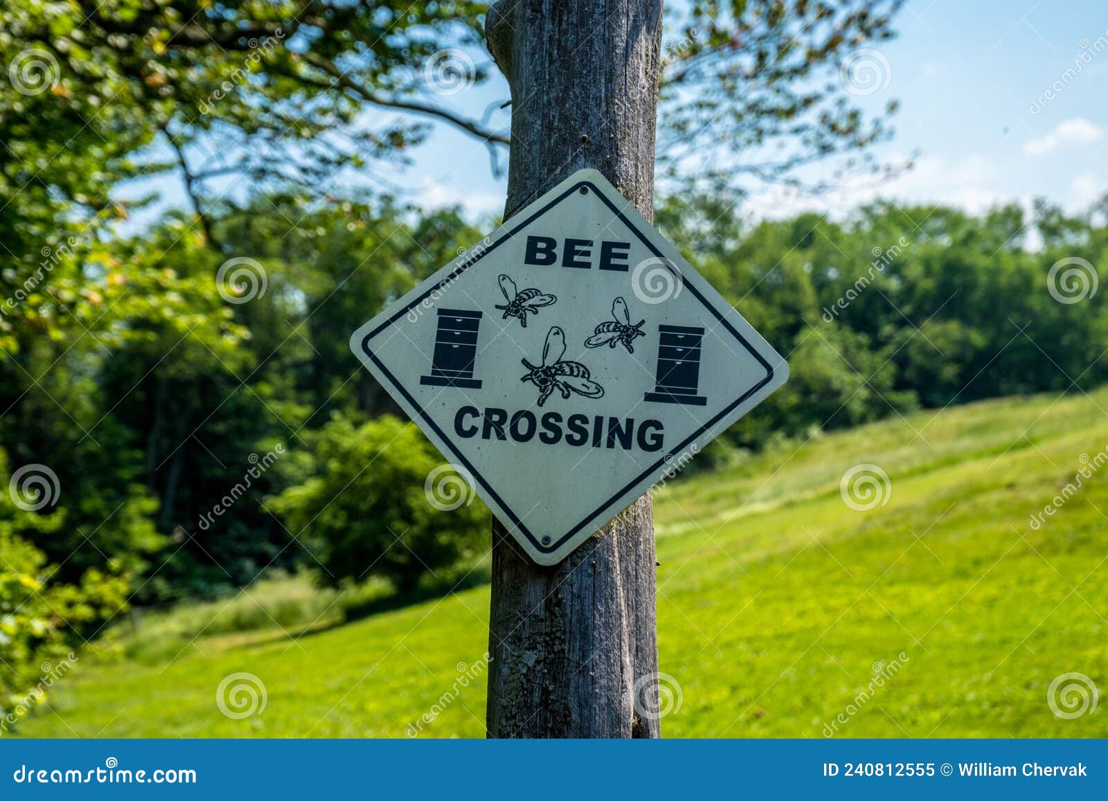 Bee crossing sign stock image. Image of animal, wildlife - 240812555