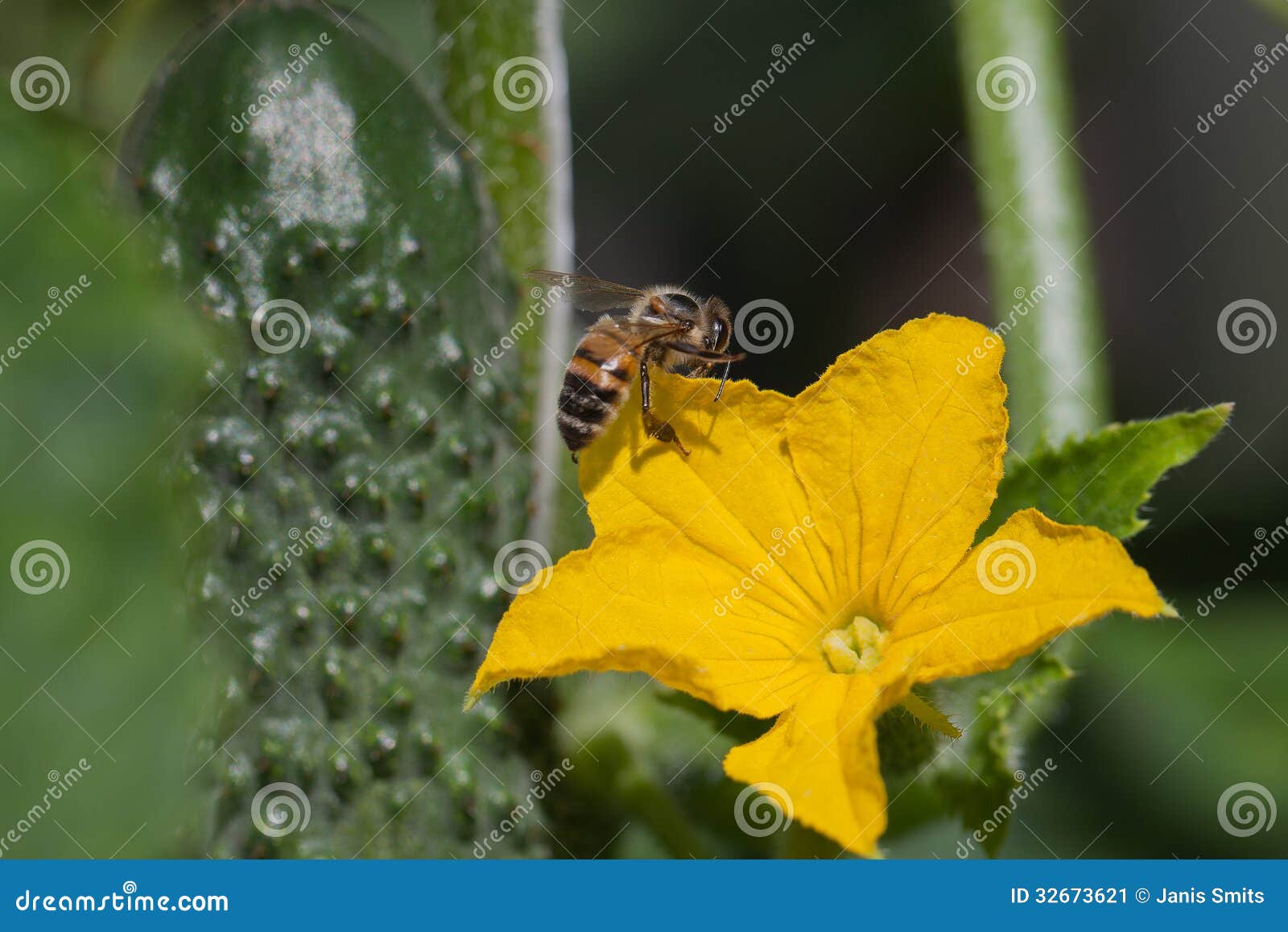 Bee and cucumber flower. stock image. Image of production - 32673621