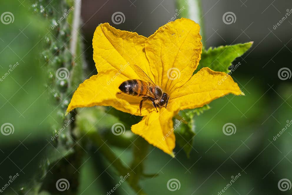 Bee and cucumber flower. stock image. Image of gardening - 32673625
