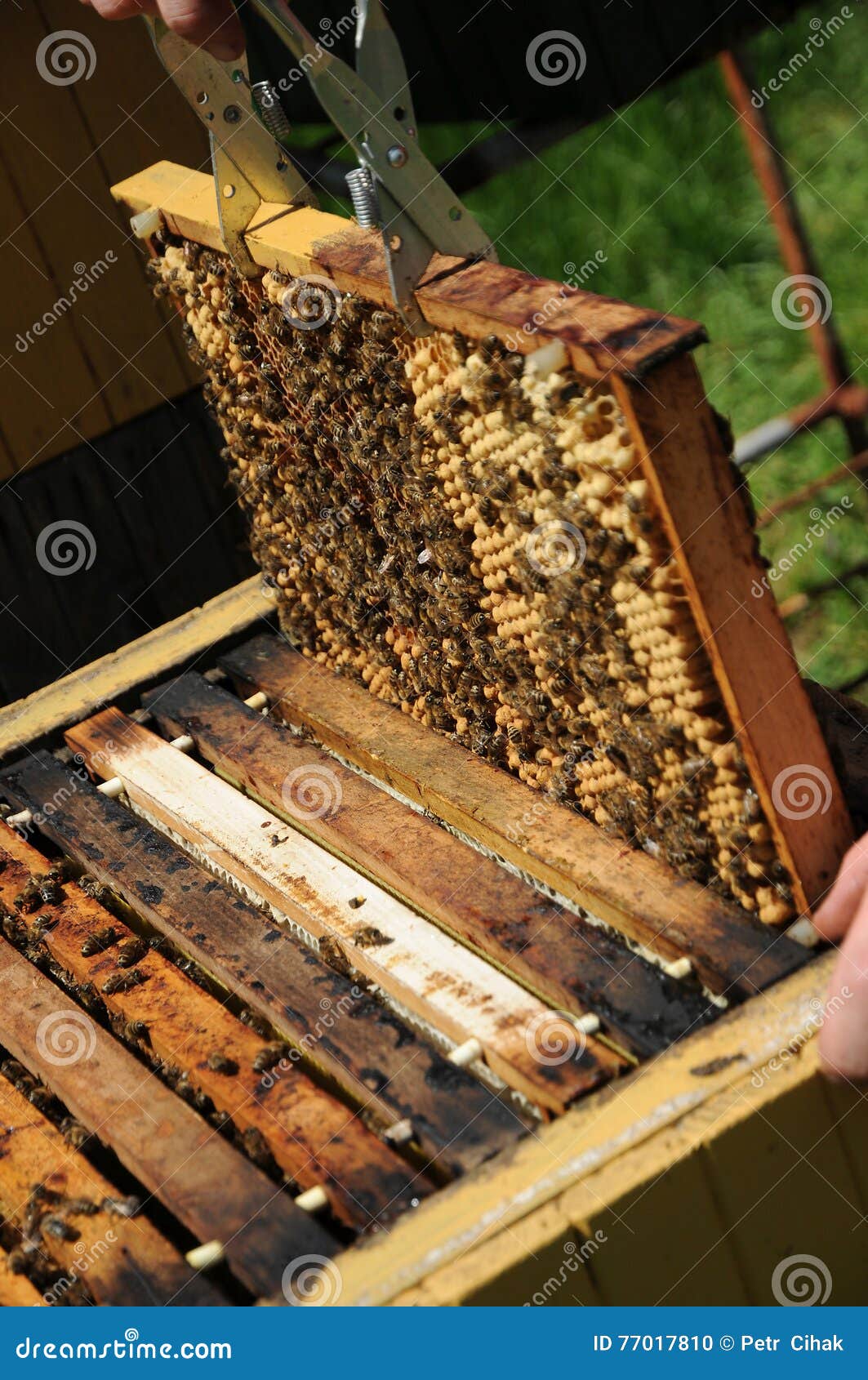 Bee culture stock photo. Image of honeycomb, bees, wooden - 77017810