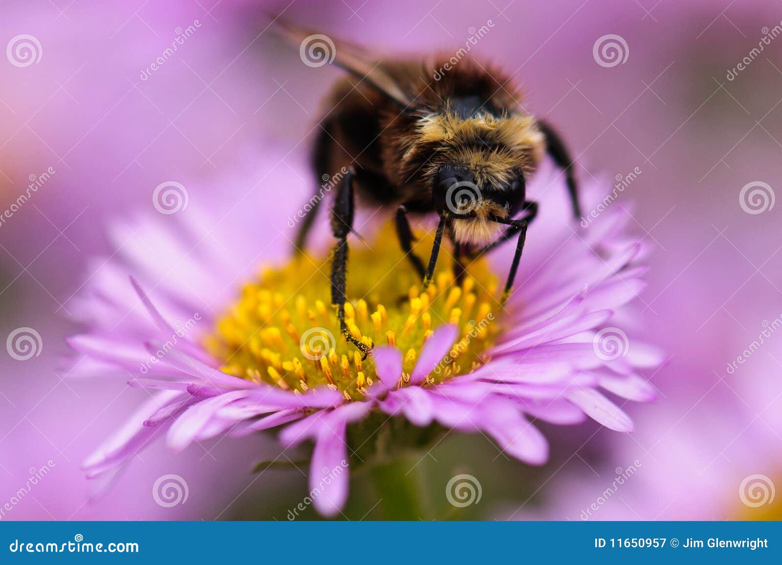 Bee on Daisy stock image. Image of pollinating, pollen - 11650957
