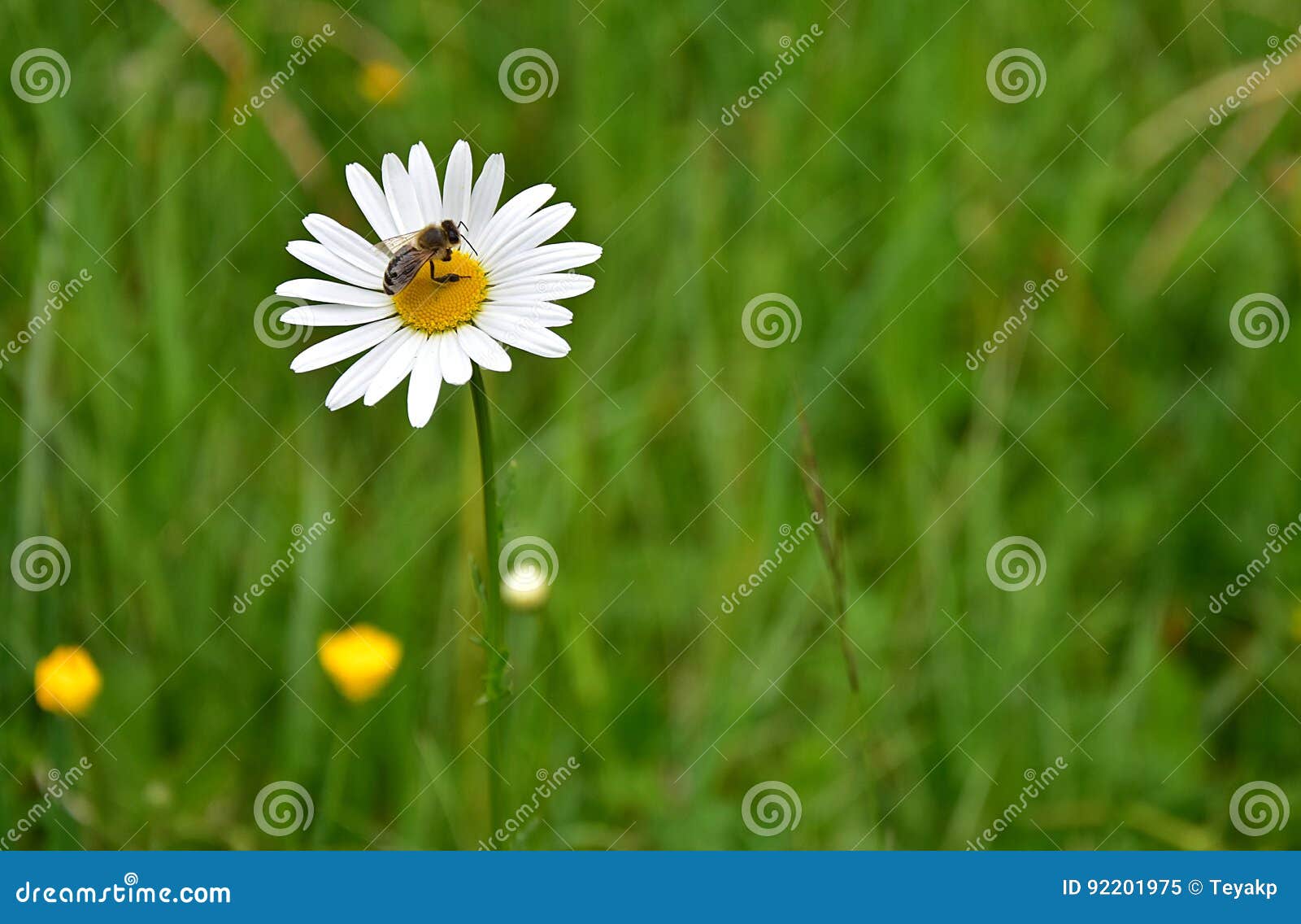 Bee on Daisy stock image. Image of daisy, green, flora - 92201975