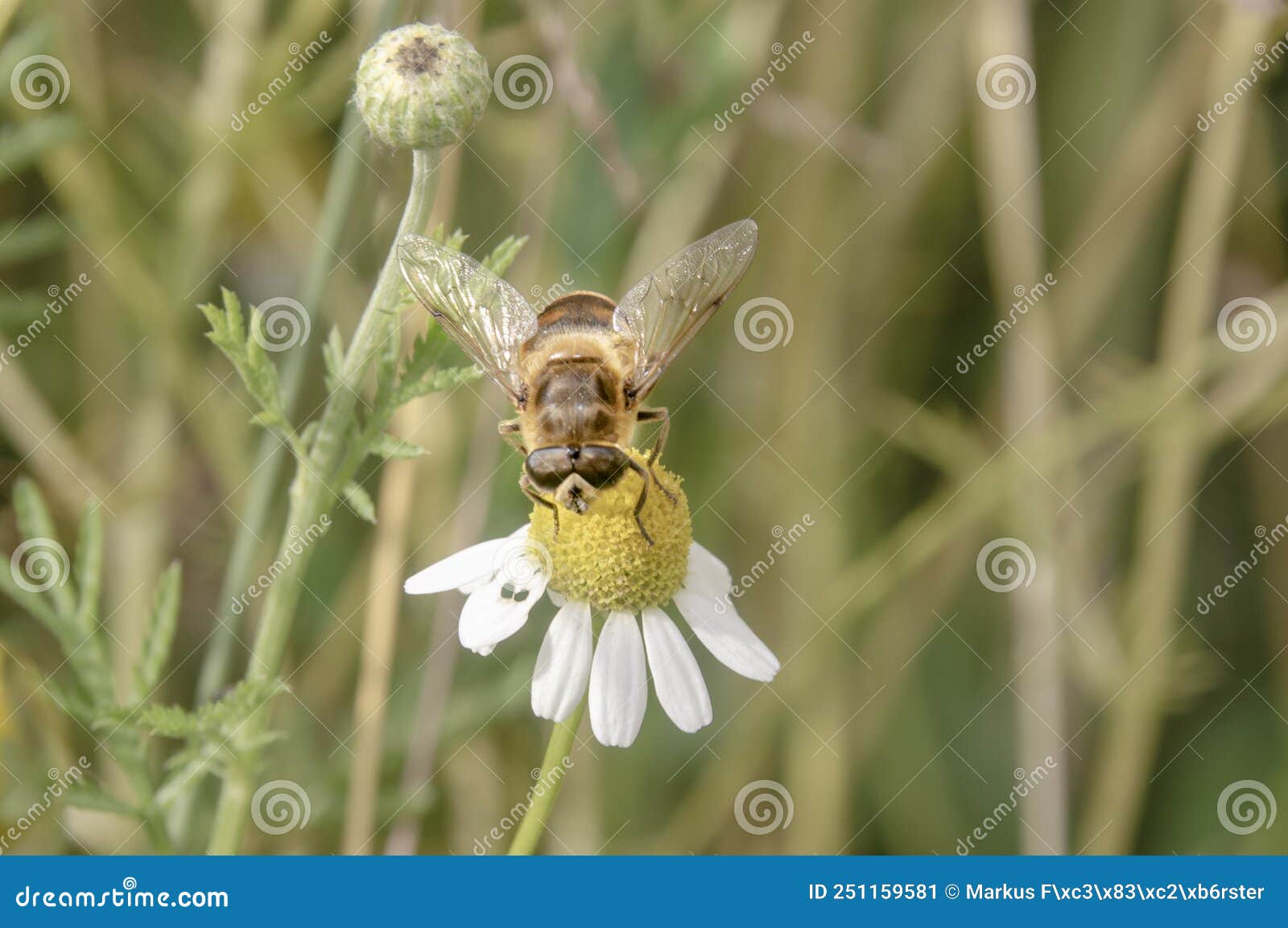 Bee on a Daisy Flower in Summer Stock Image - Image of beautiful, arthropod: 251159581