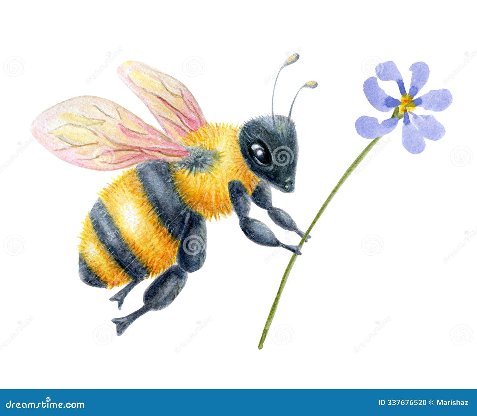 Bee with Daisy Flower. Watercolor Drawing Stock Photo - Image of insect ...