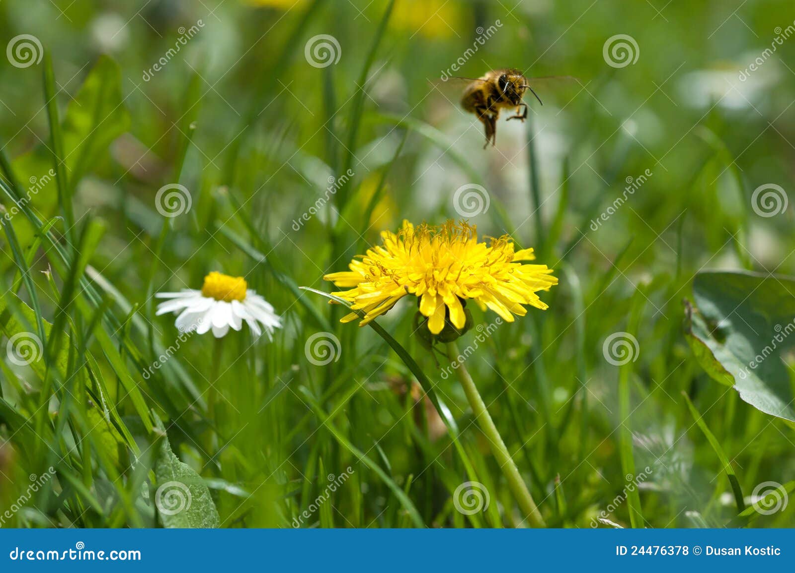 Bee on dandelion stock photo. Image of flower, eating - 24476378
