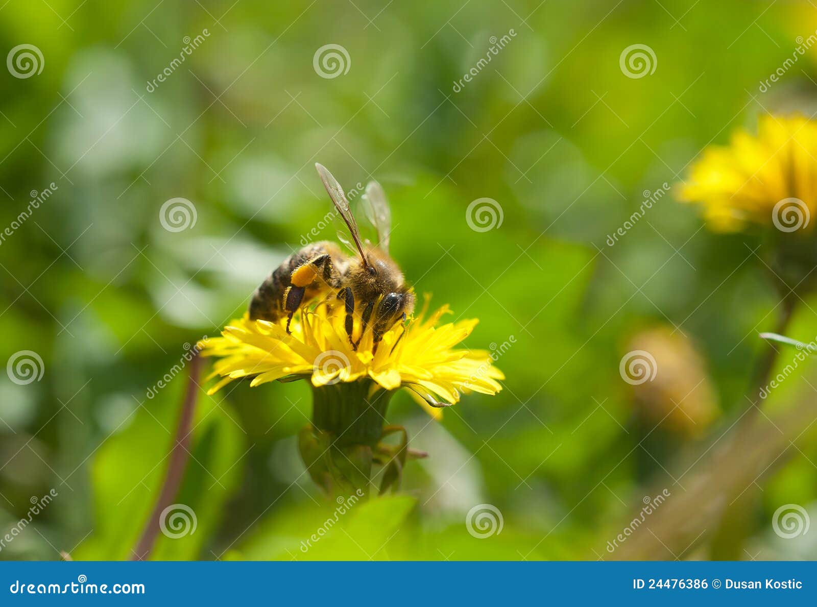 Bee on dandelion stock photo. Image of pollen, macro - 24476386