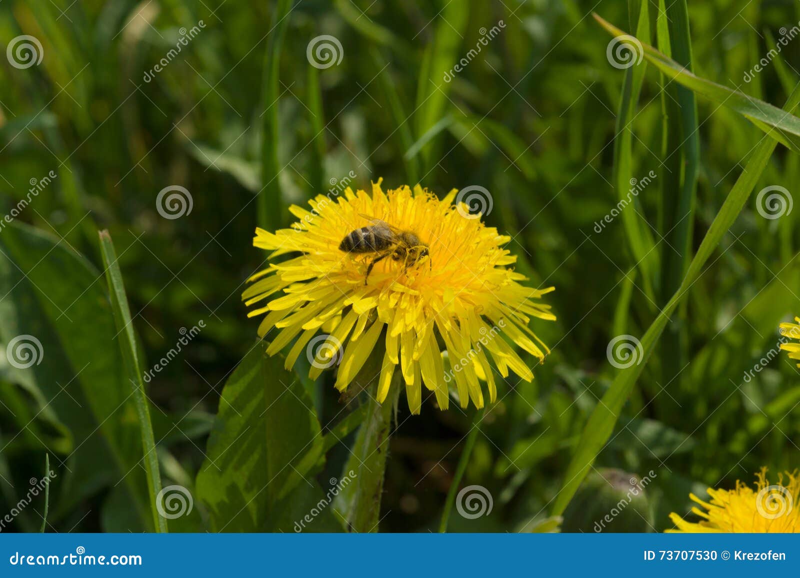Bee on dandelion stock photo. Image of macro, insects - 73707530