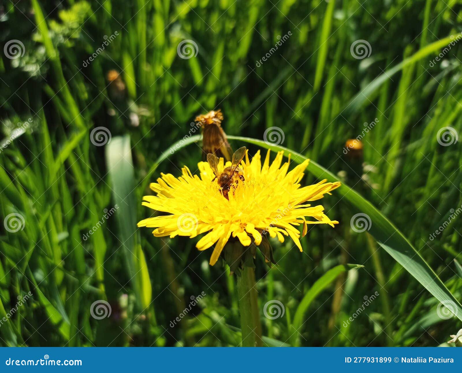 Bee on Dandelion in the Field. Taraxacum Officinale Stock Image - Image ...