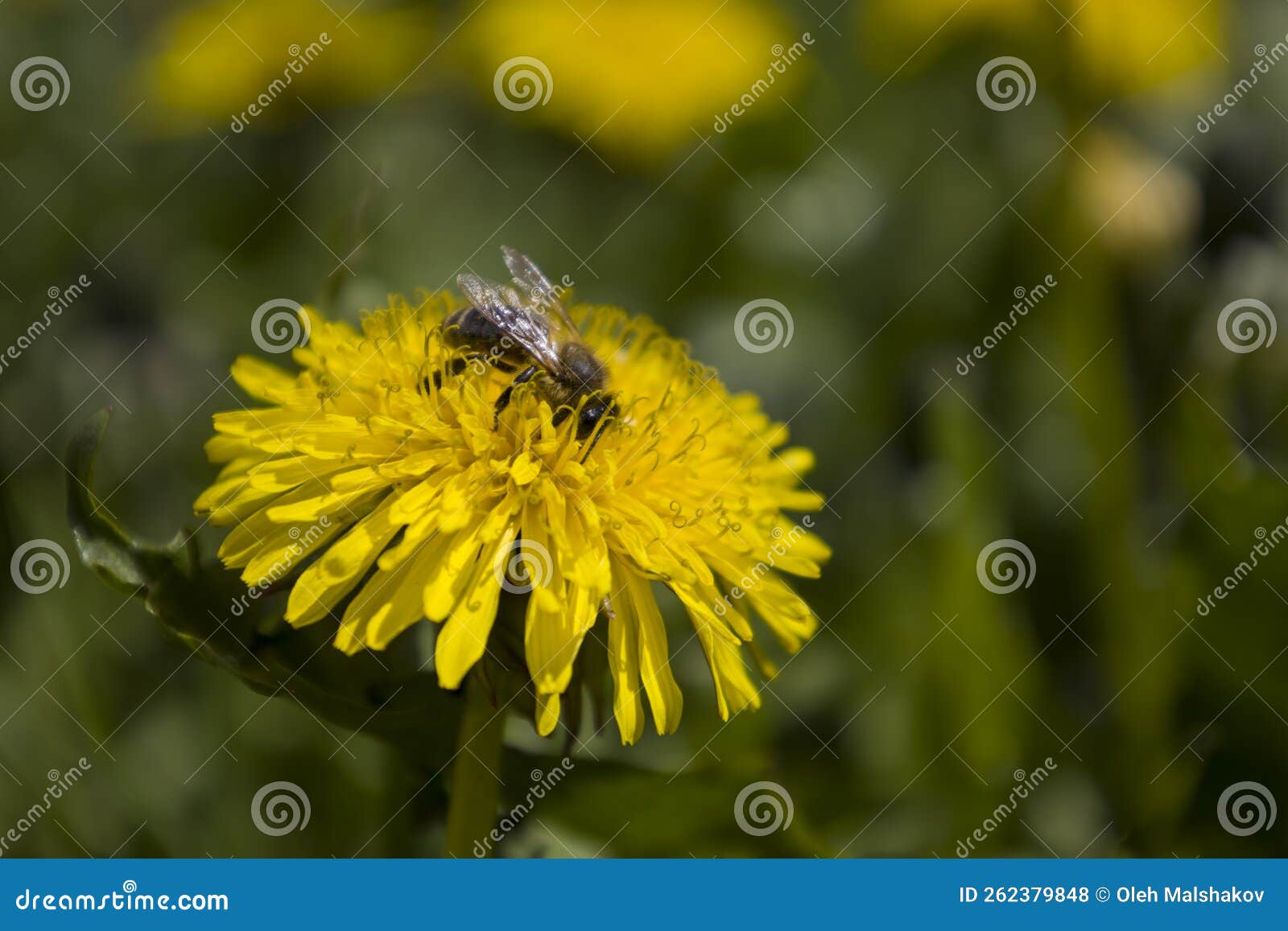 Bee on a dandelion flower stock photo. Image of garden - 262379848