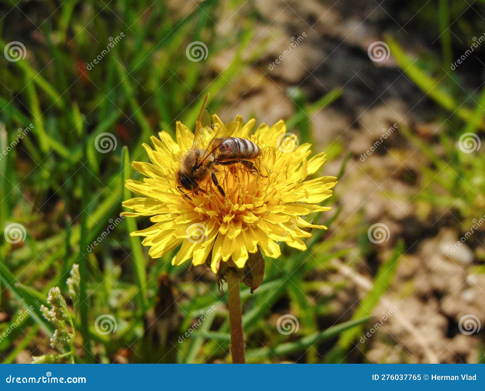 Bee on a Dandelion Flower in the Spring. in Maramures, Romania Stock ...