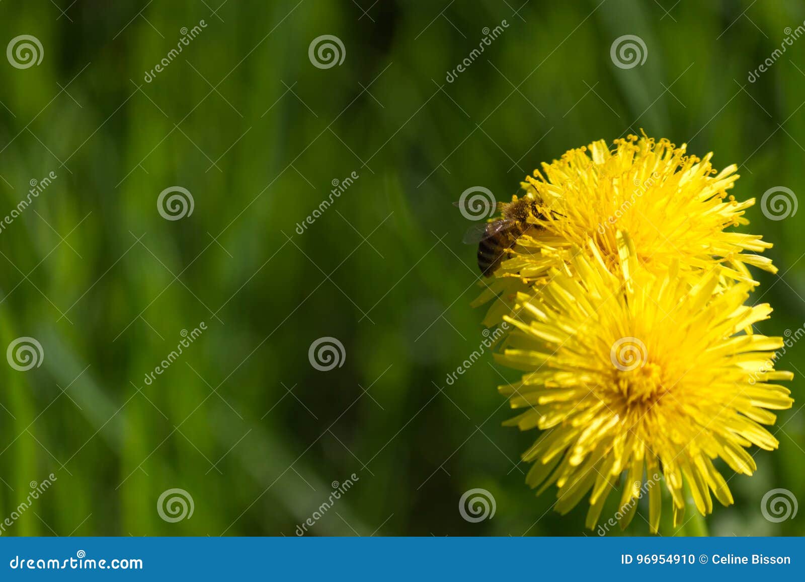 Bee on a dandelion stock photo. Image of insect, blossom - 96954910