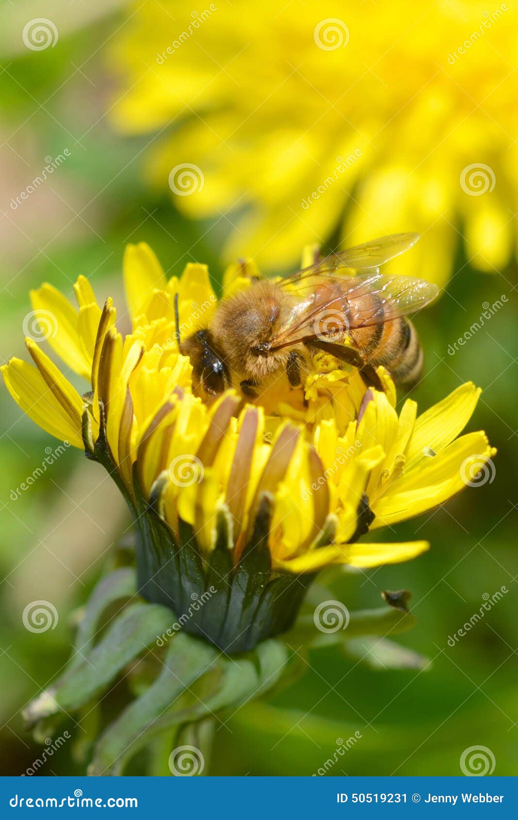 Bee in a Dandelion stock image. Image of yellow, springtime - 50519231
