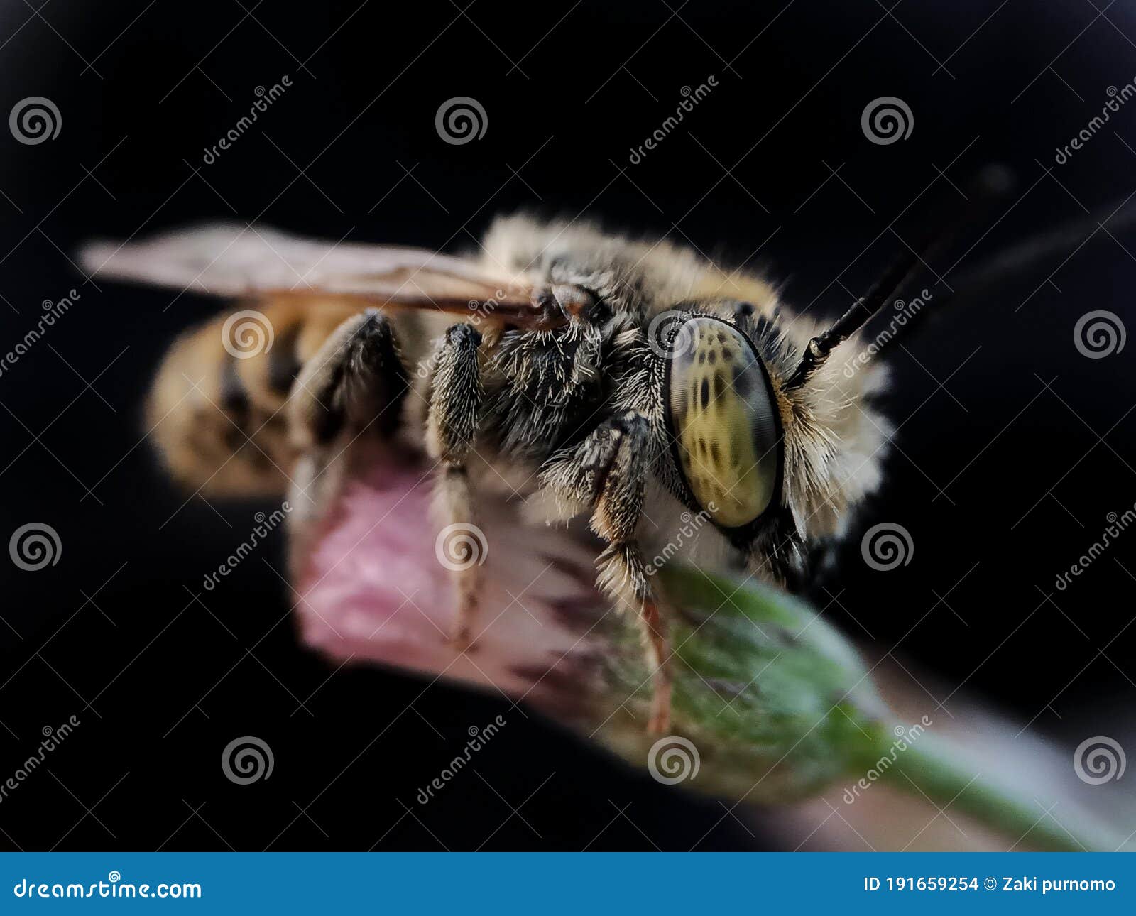 Bee in dark mood stock photo. Image of petal, wasp, arthropod - 191659254