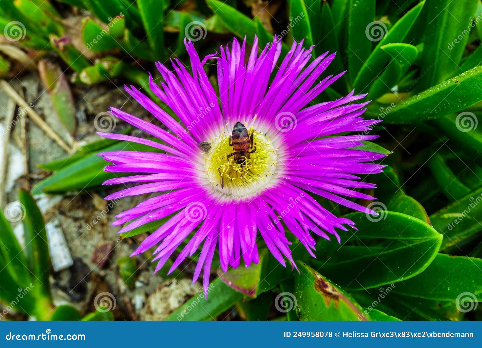 Bee Deep into a Purple Flower Stock Photo - Image of spring, bloom ...