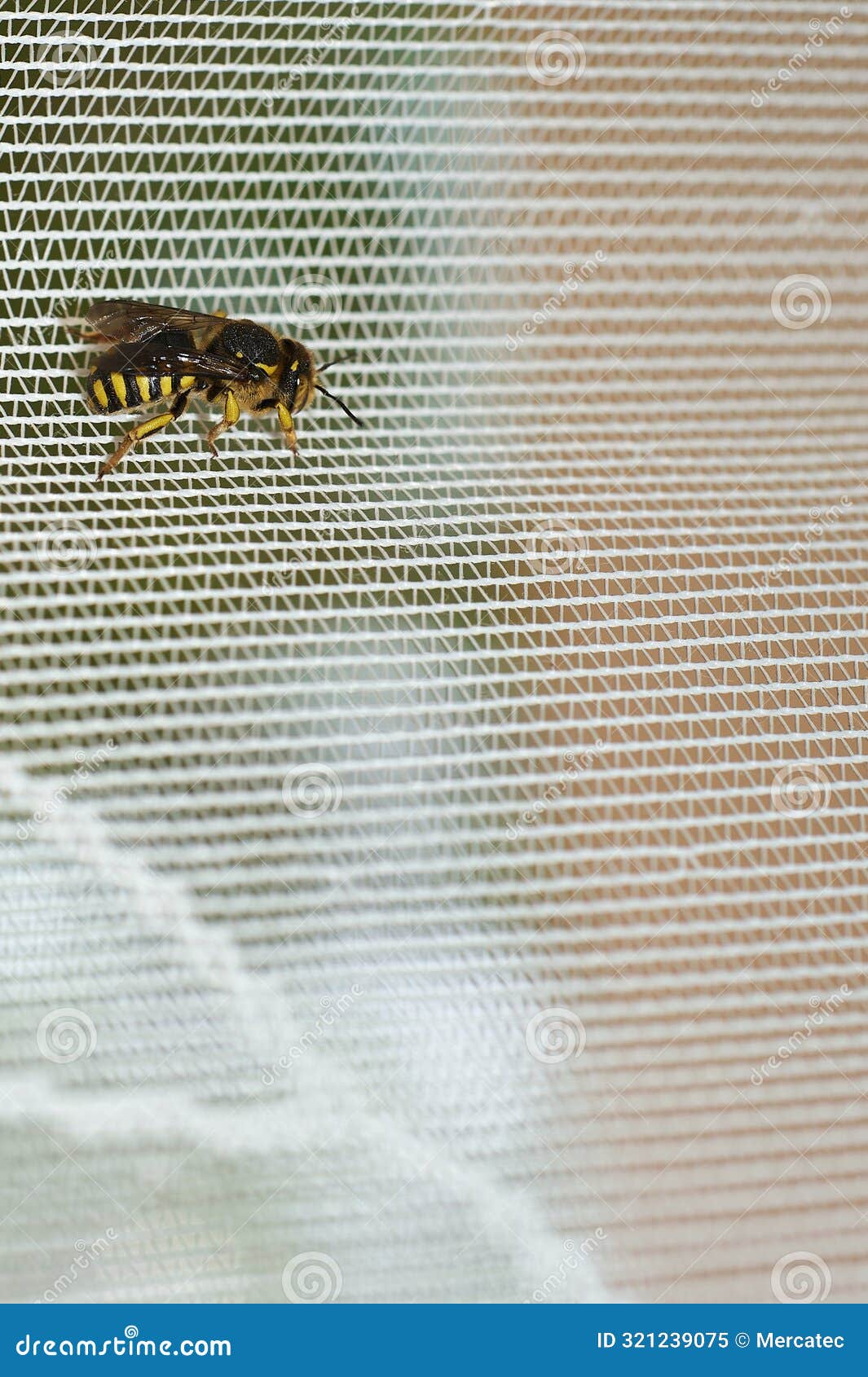 Bee in Detail on Mesh Surface Stock Image - Image of wild, studio ...