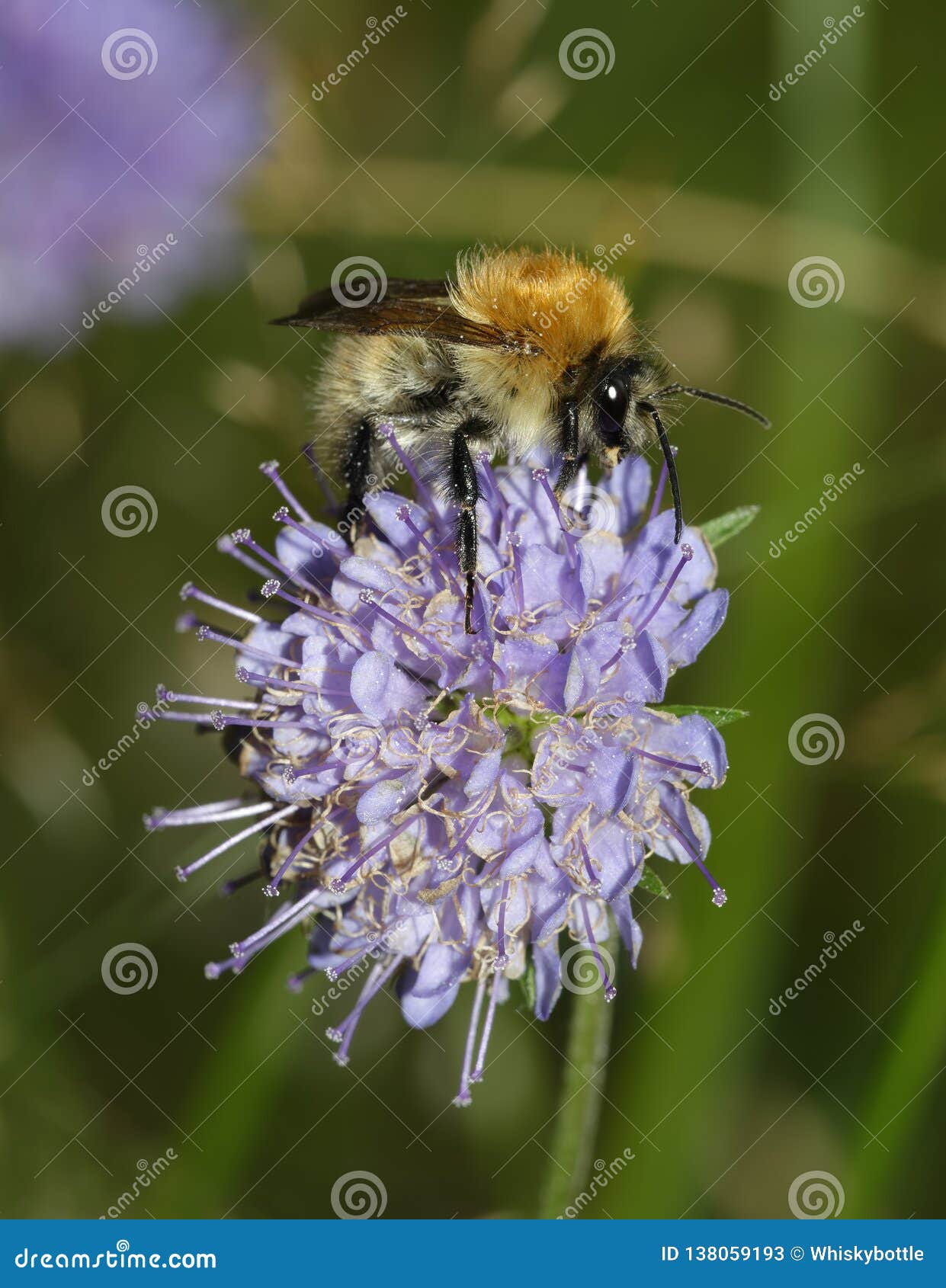 Bee on Devil`s-bit Scabious Stock Image - Image of devilsbit, scotland ...