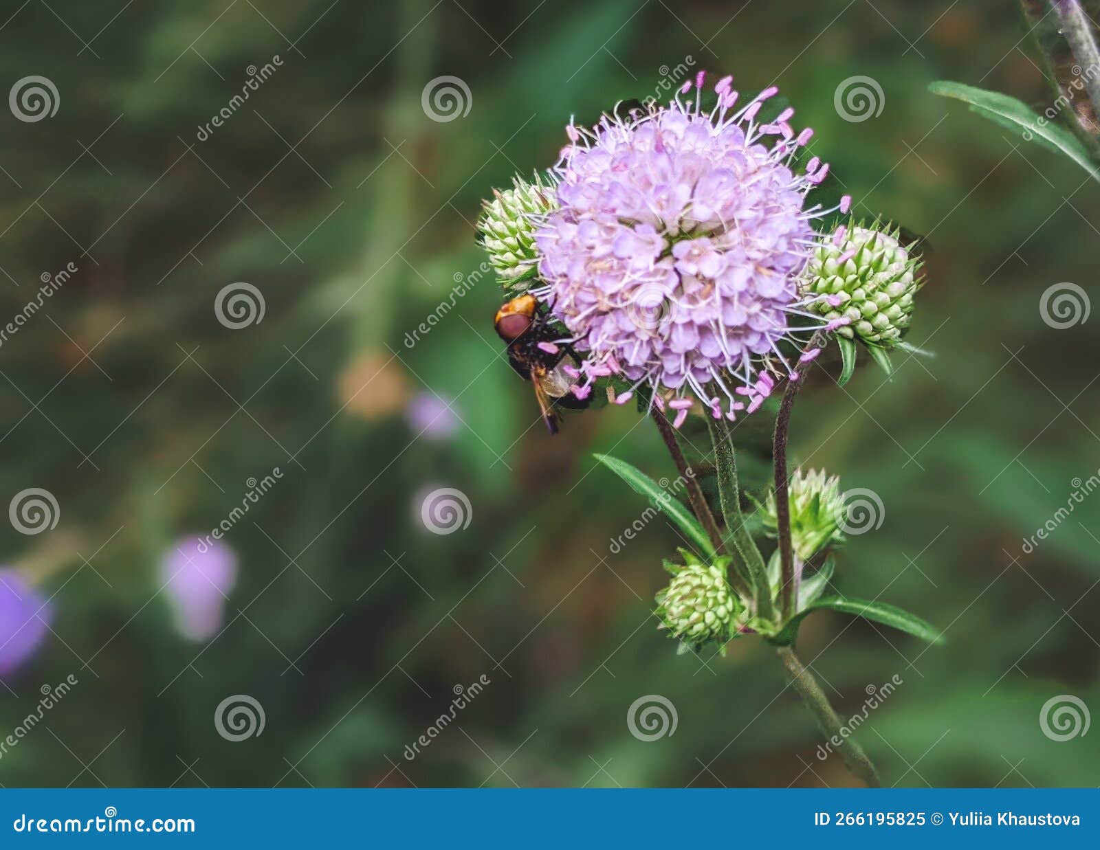 Bee on Devil S-bit Scabious - Succisa Pratensis Stock Image - Image of ...