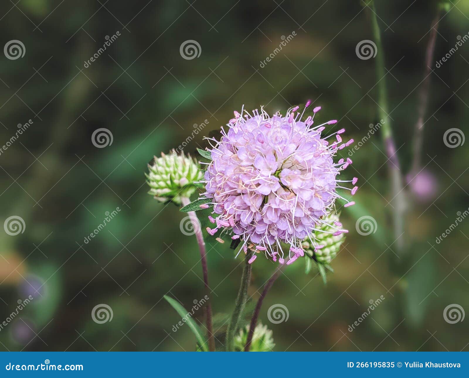Bee on Devil S-bit Scabious - Succisa Pratensis Stock Image - Image of ...