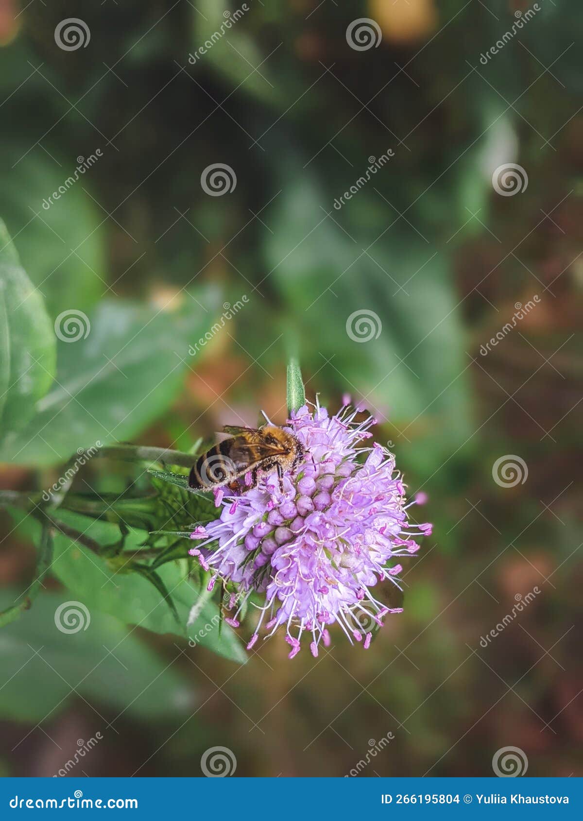 Bee on Devil S-bit Scabious - Succisa Pratensis Stock Photo - Image of ...