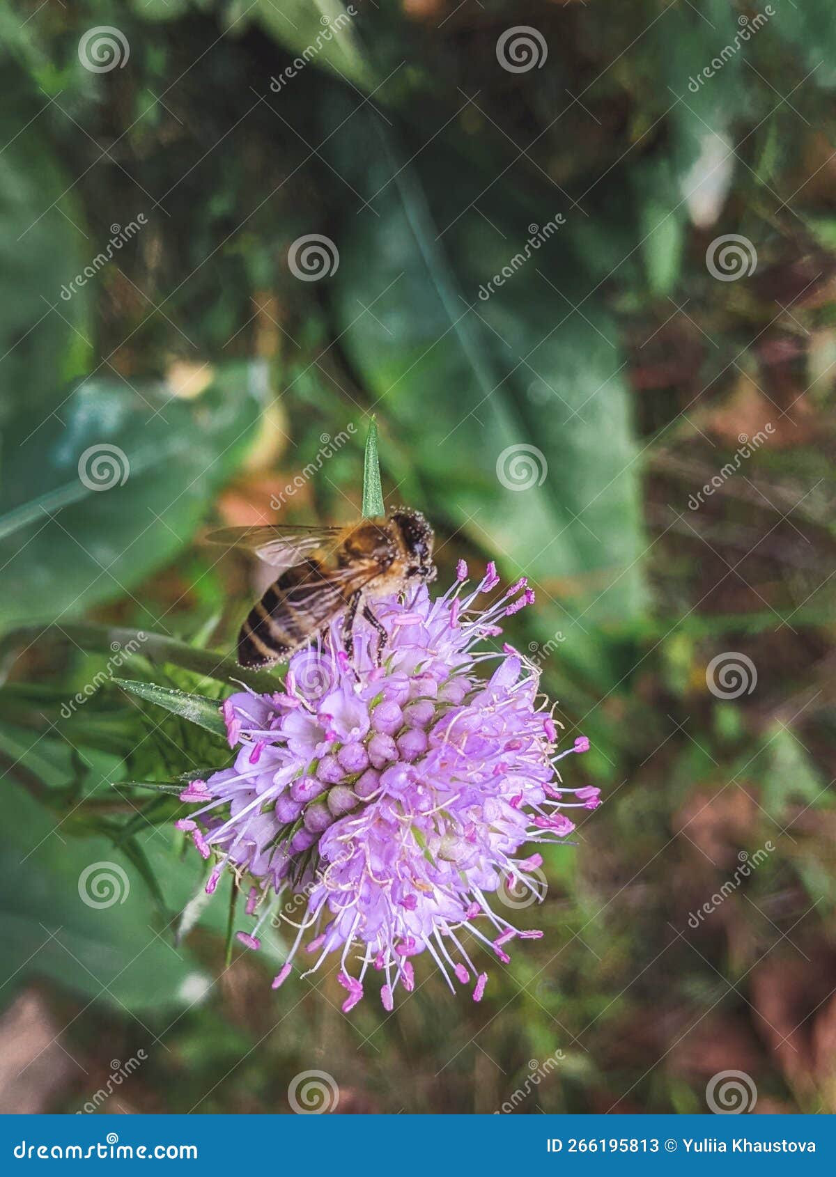 Bee on Devil S-bit Scabious - Succisa Pratensis Stock Image - Image of ...