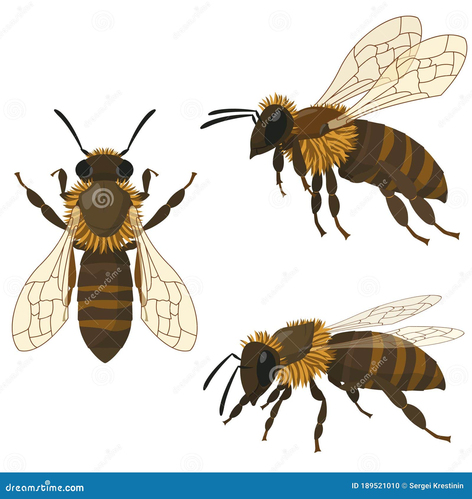 Bee in different poses stock illustration. Illustration of honey ...