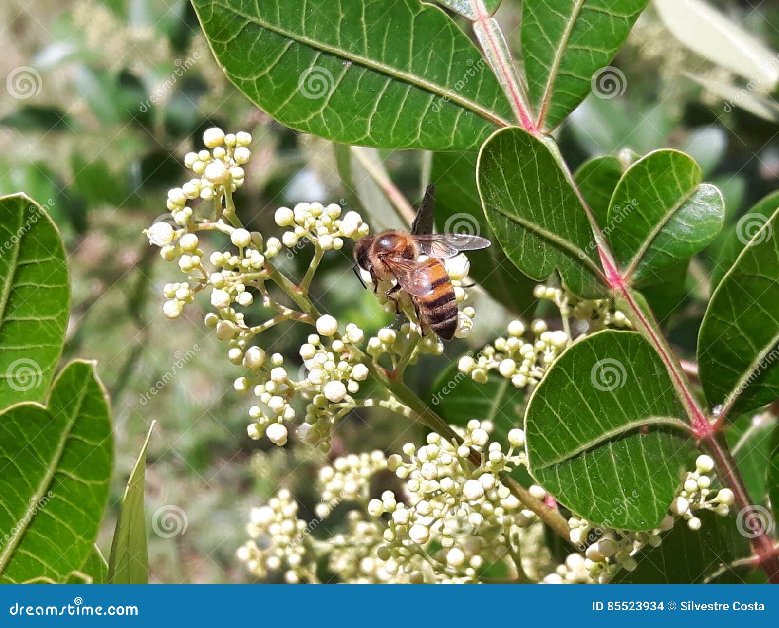 Bee doing pollination! stock photo. Image of plant, isetos - 85523934