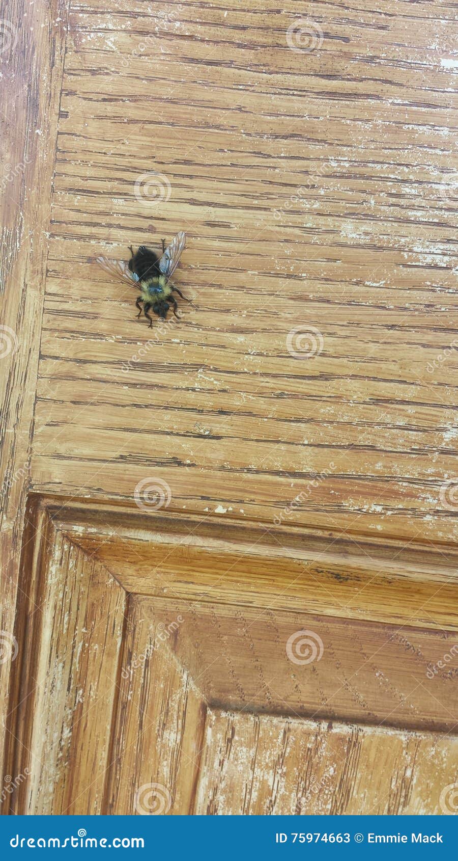 Bee on a door stock image. Image of wooden, bumblebee - 75974663