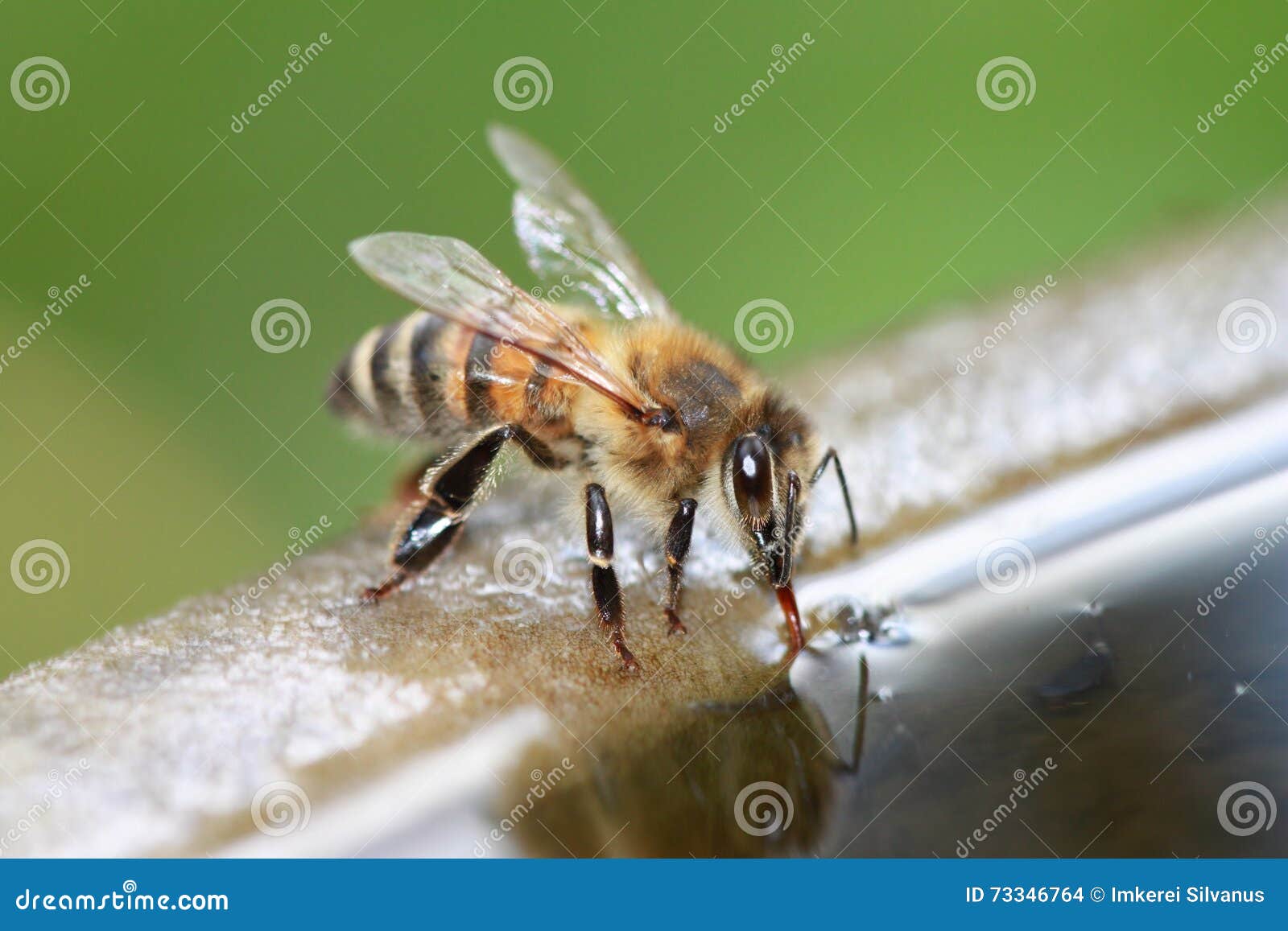 Bee is drink stock photo. Image of detail, laurocerasus - 73346764