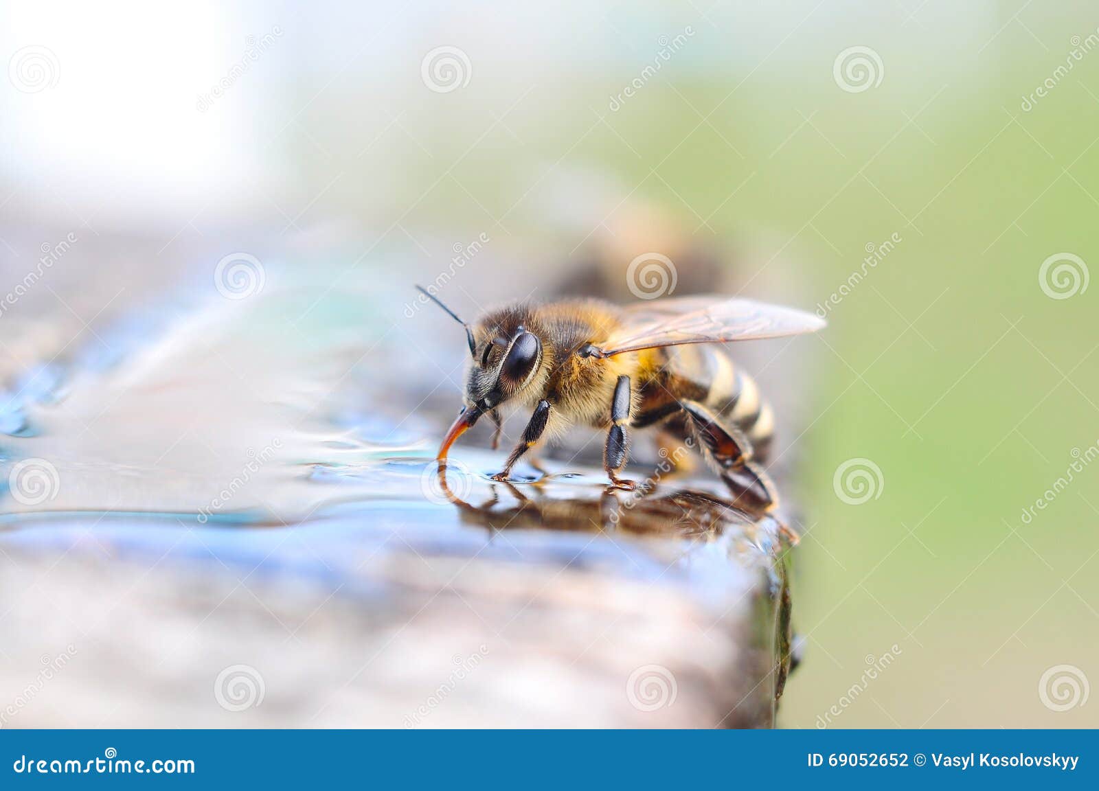Bee drink water stock photo. Image of animals, apiary - 69052652