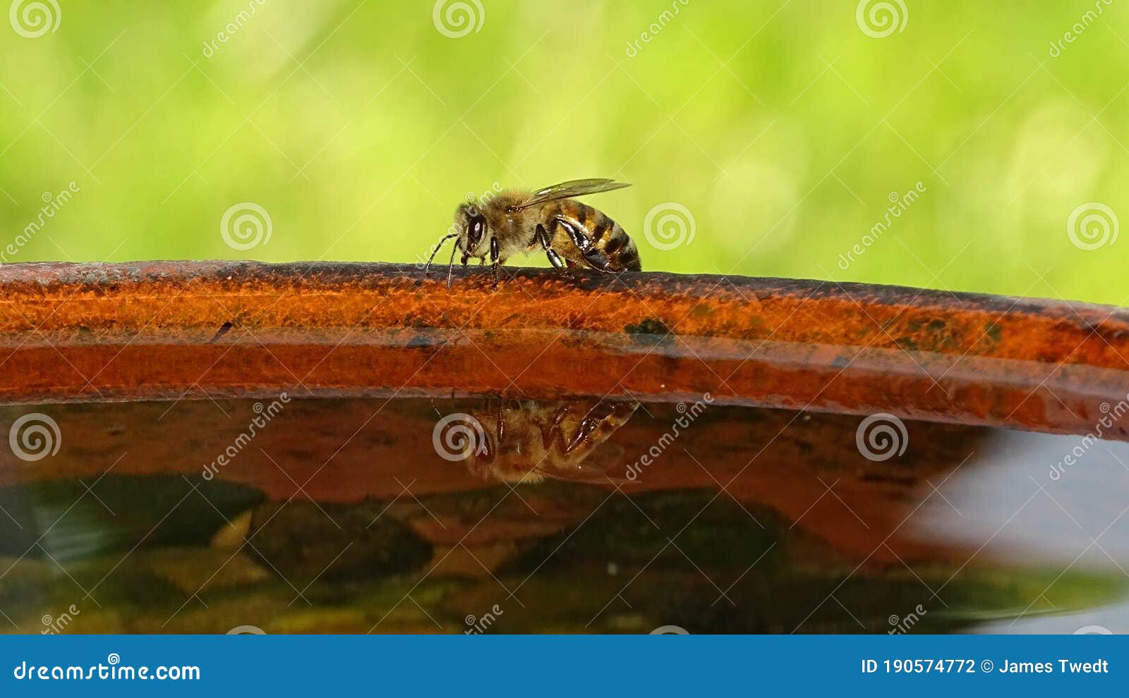 Bee Drinking from Bird Bath Stock Photo - Image of bird, yellow: 190574772