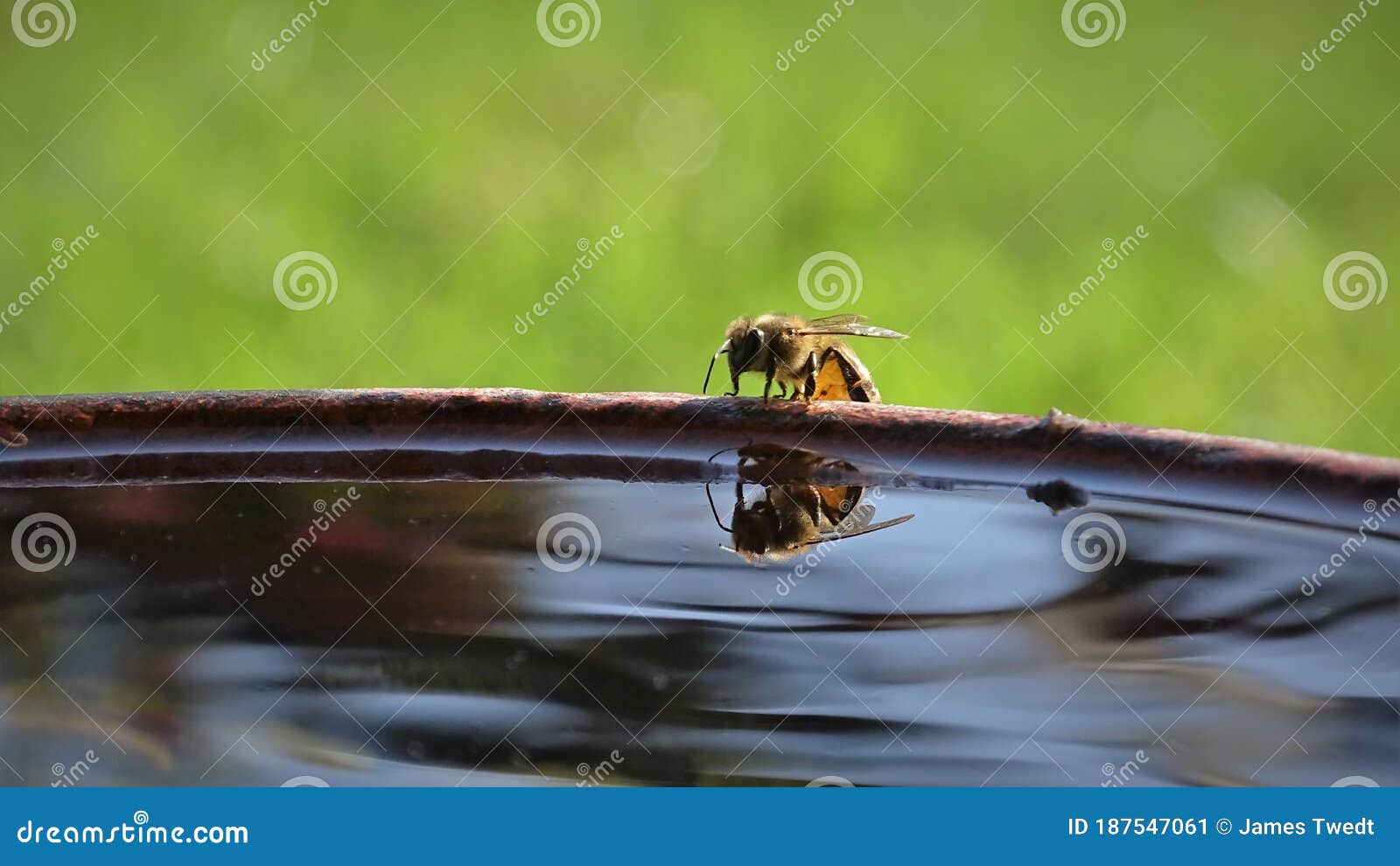 Bee Drinking from Bird Bath Stock Image - Image of honey, birdbath ...