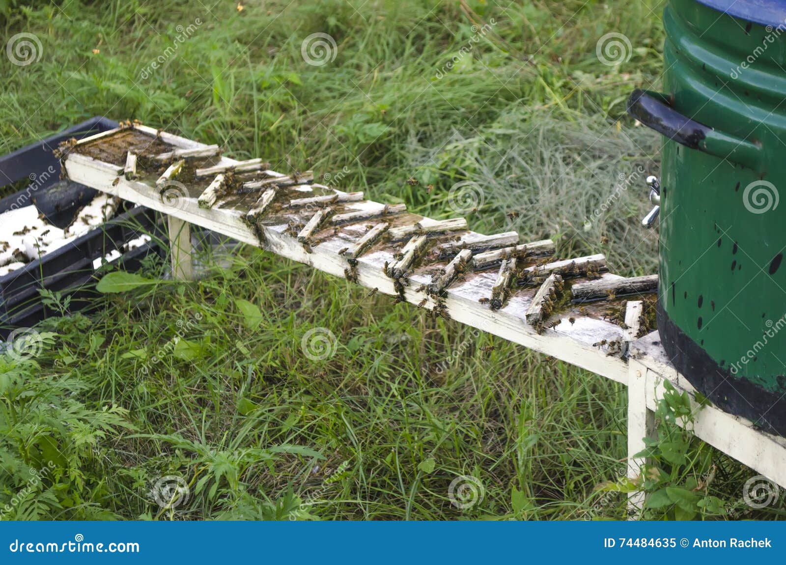 Bee Drinking Bowl with Water on an Apiary Stock Image - Image of pollen ...