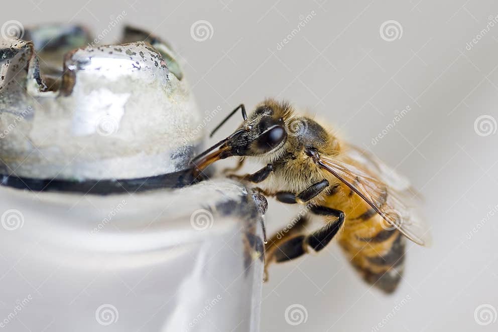 BEE Drinking from a Fountain with Water Stock Photo - Image of black ...