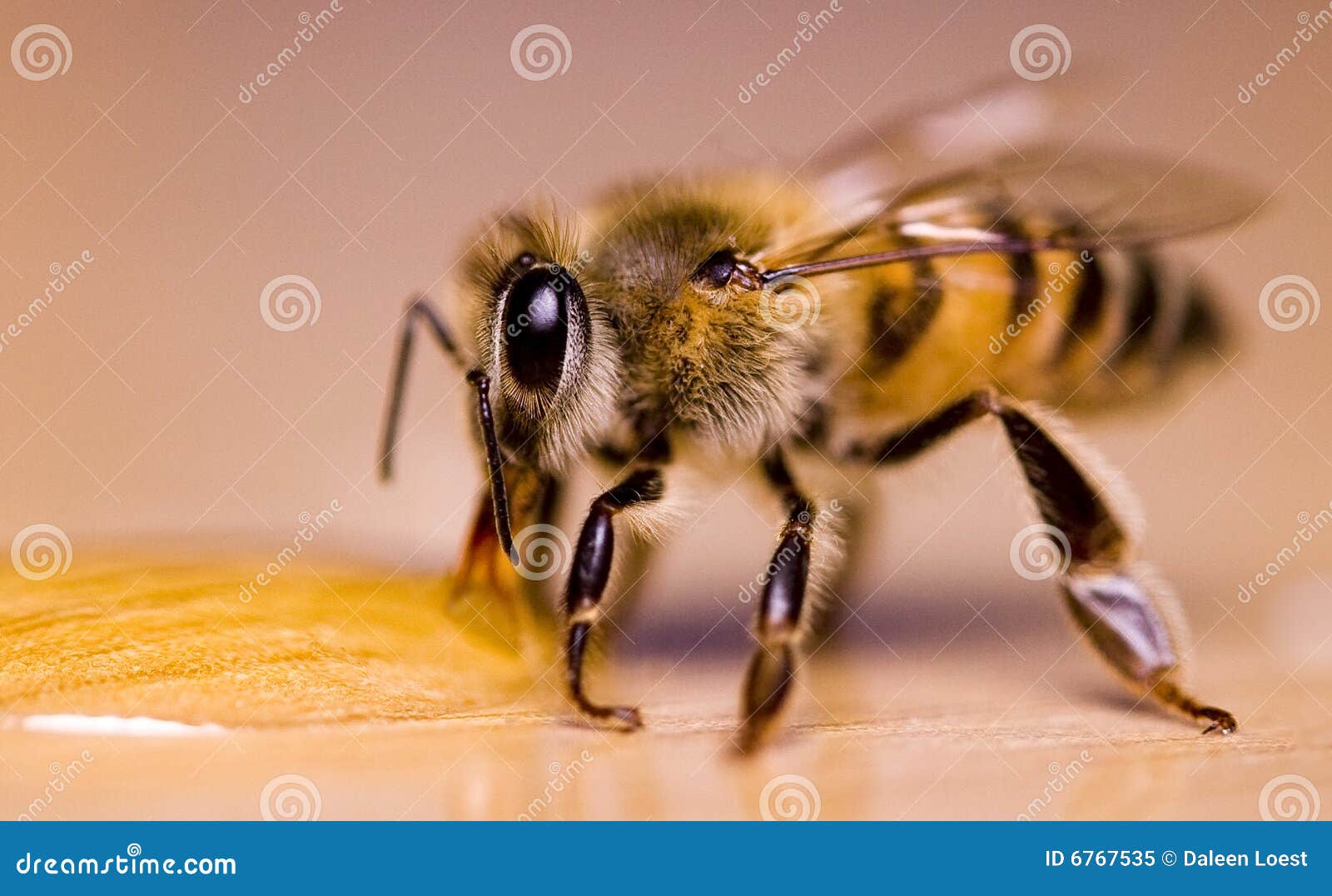 Bee drinking honey stock image. Image of closeup, body - 6767535