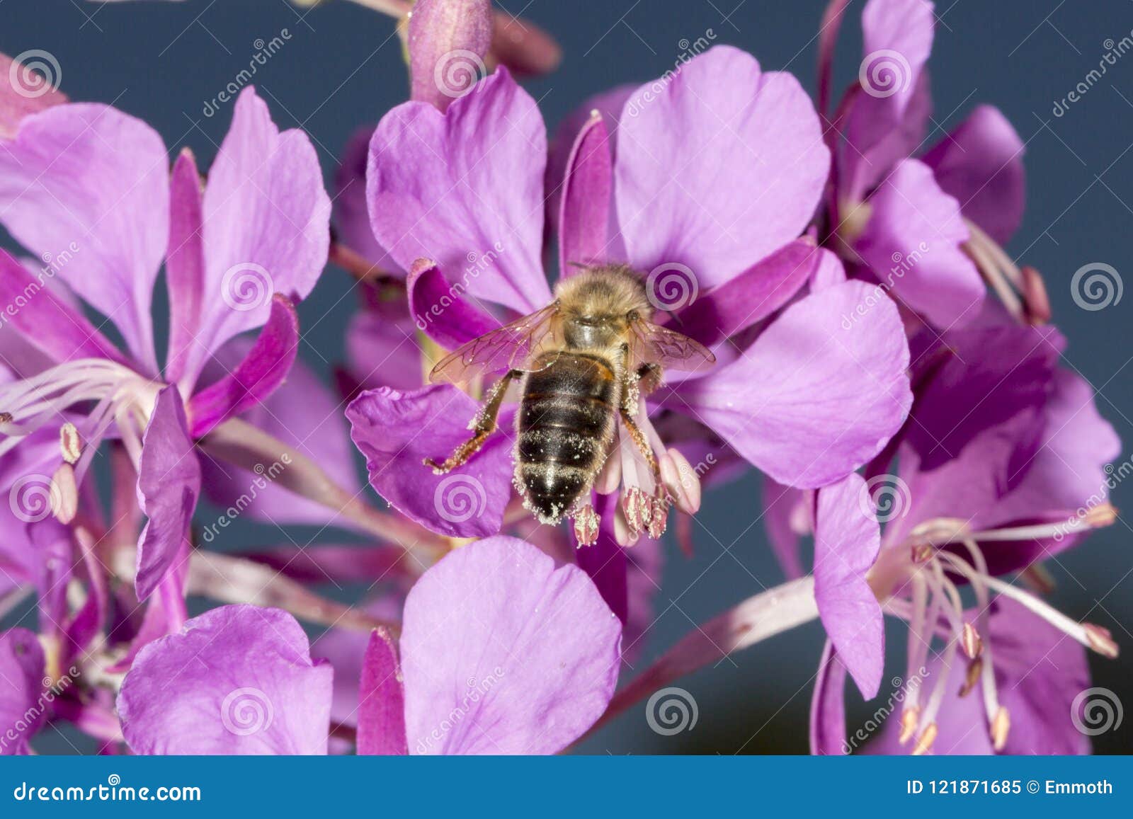 Bee Drinking Nectar from Fireweed Stock Image - Image of chamaenerion ...